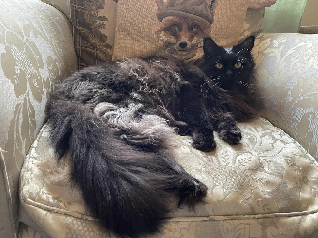 Mat free and channeling his inner cloud | Scrolller