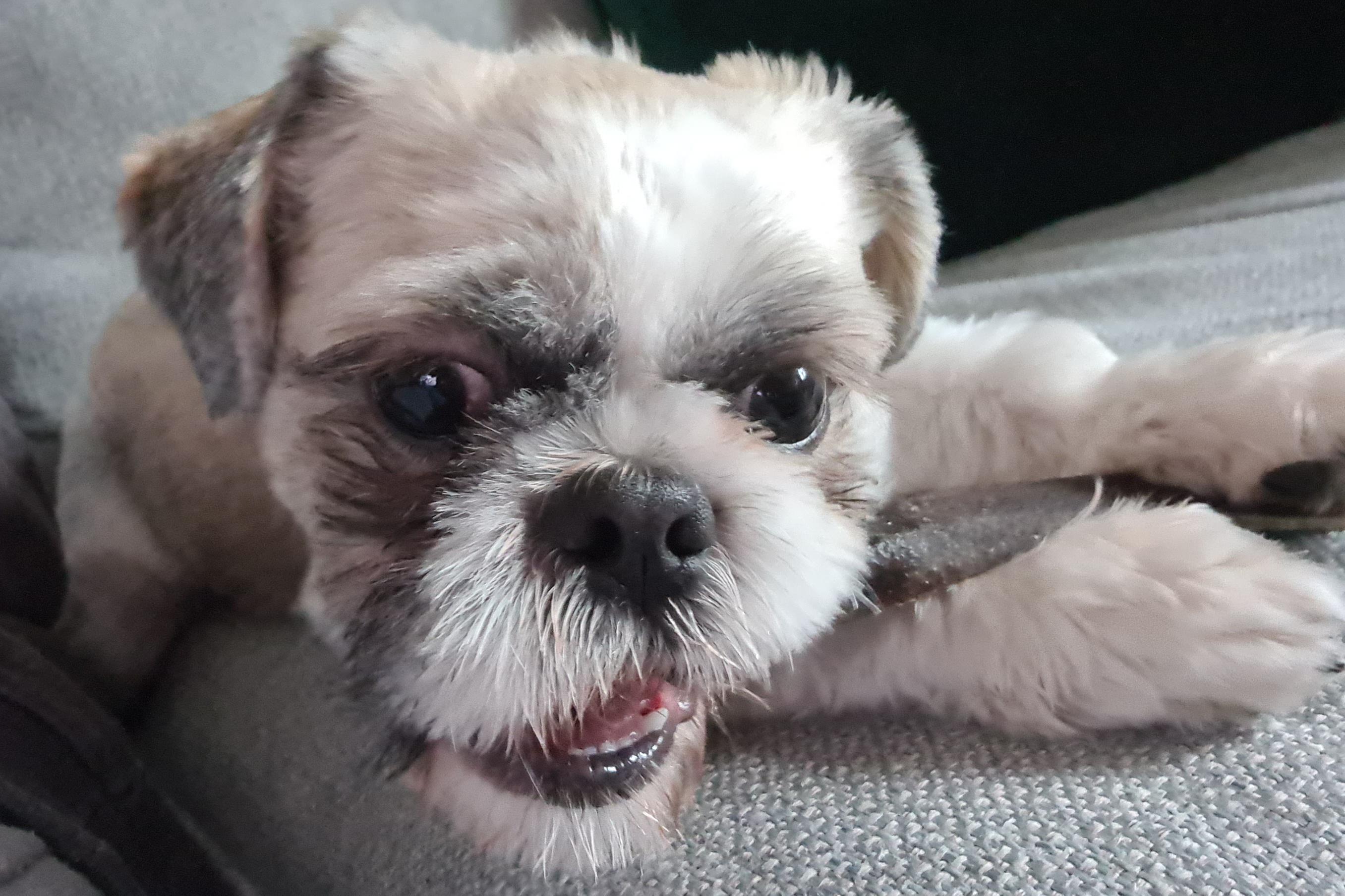 The Face of a Shih Tzu who knows how much we spoil him... | Scrolller