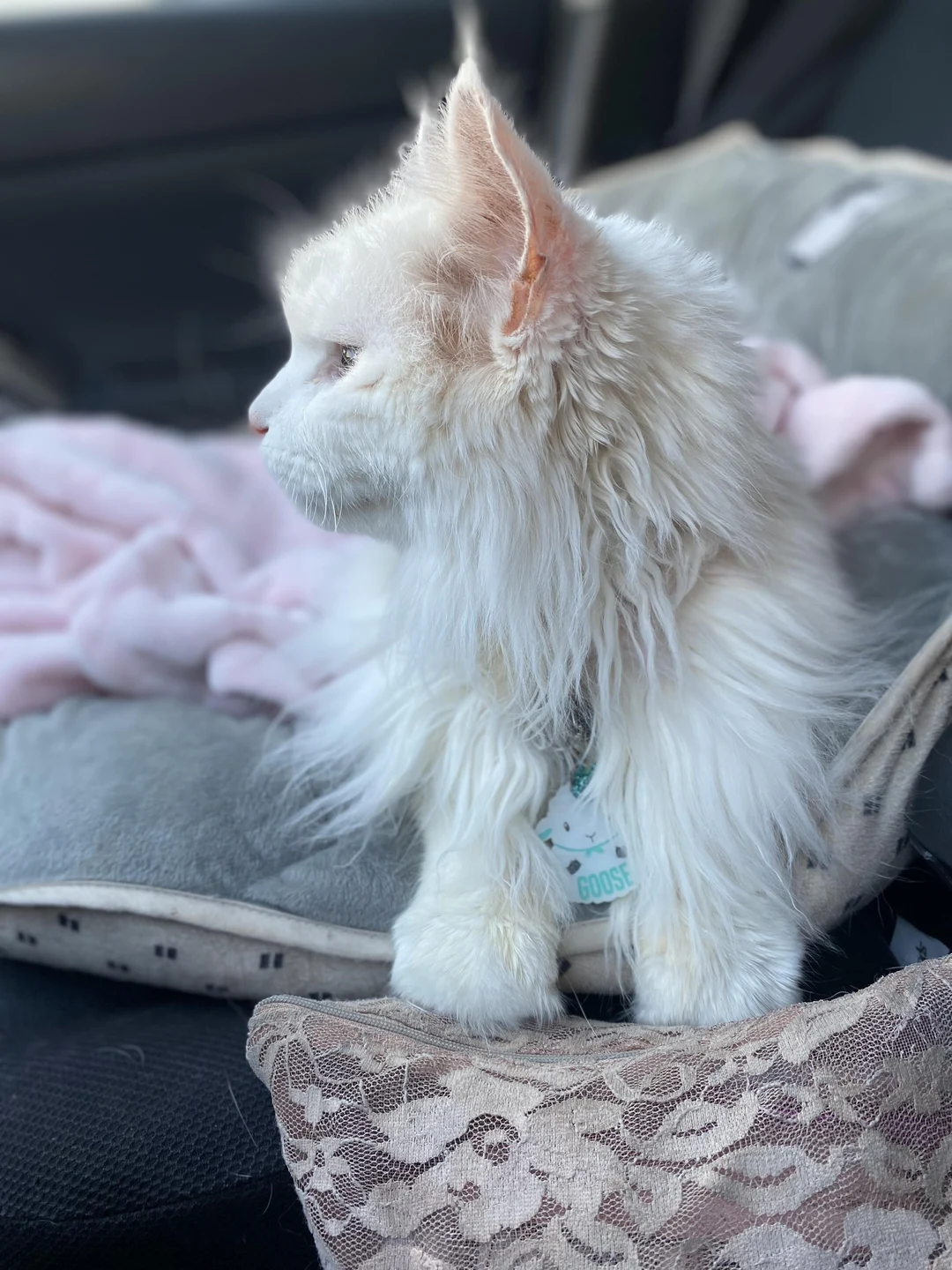 Limited time left | Scrolller