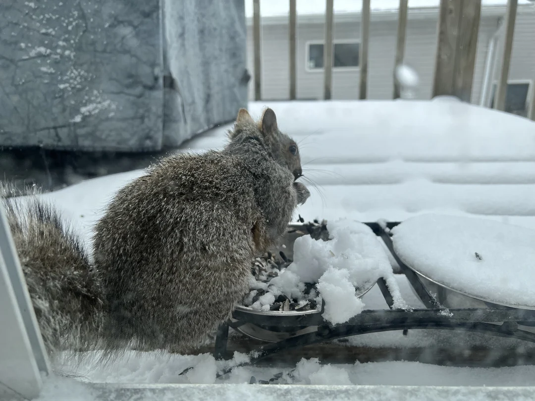 My cats like to eat with the squirrels every morning. Here’s 6 cool photos I took of breakfast ...