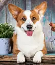 This Cute Corgi 🐶 | Scrolller