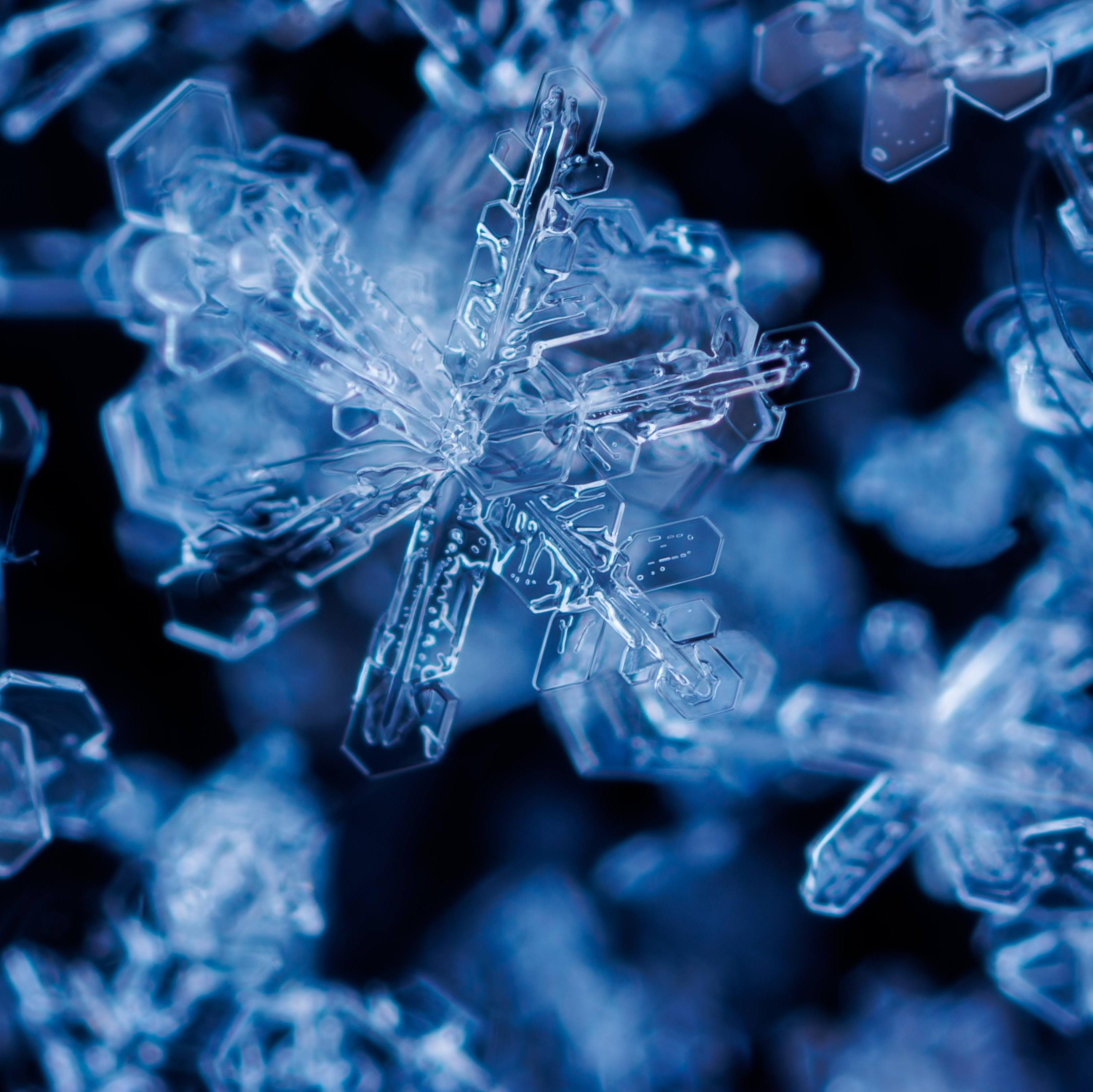 Snowflake | Scrolller