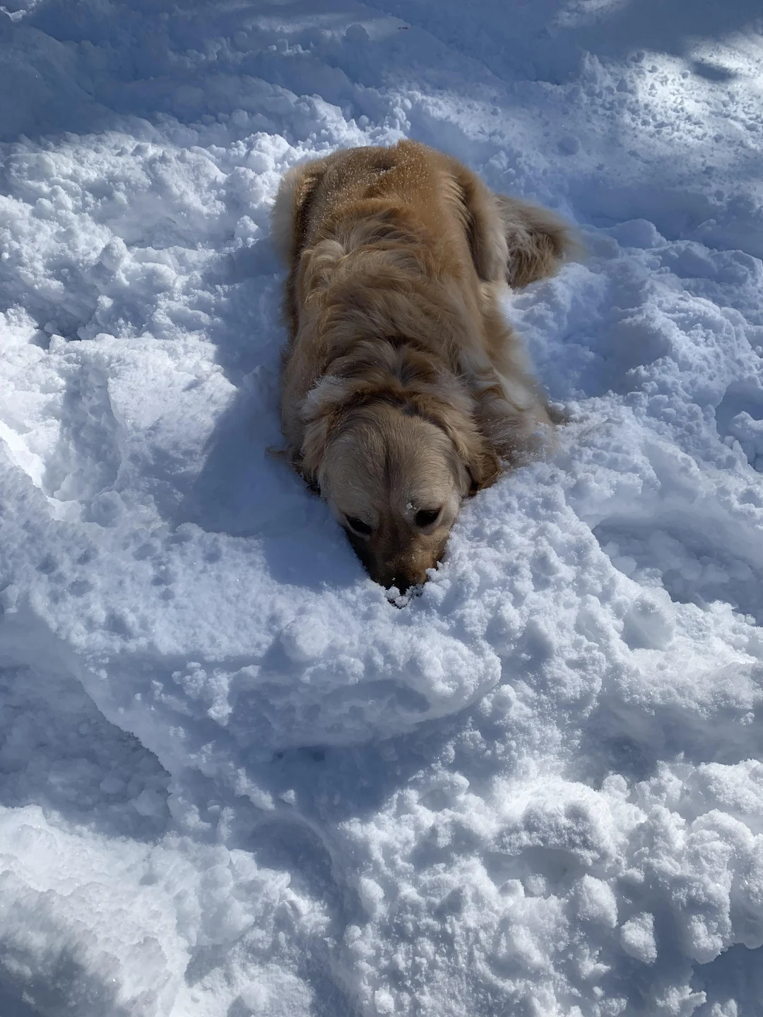 Snow pupper | Scrolller