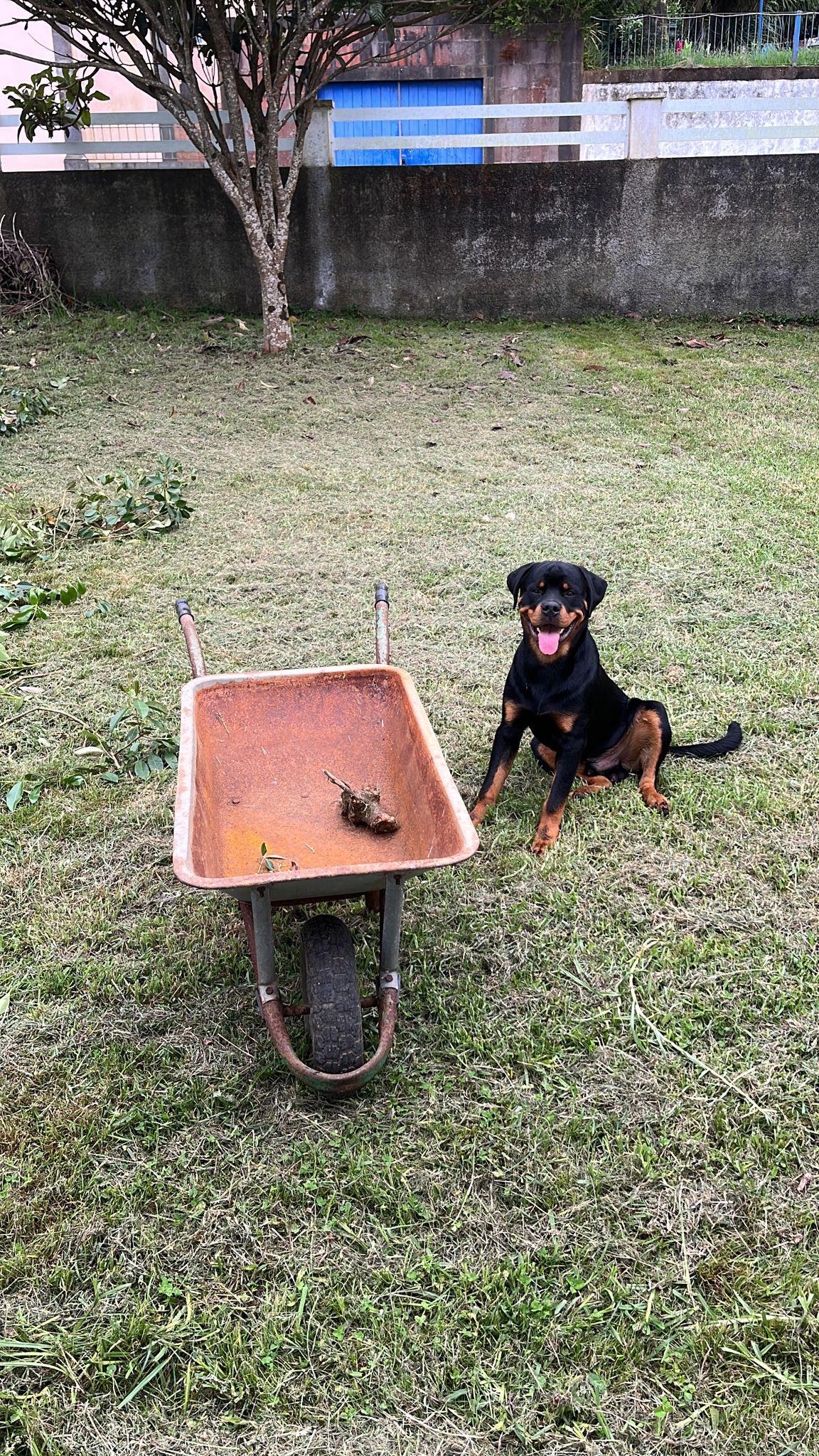 Working dog part II 🌮 | Scrolller