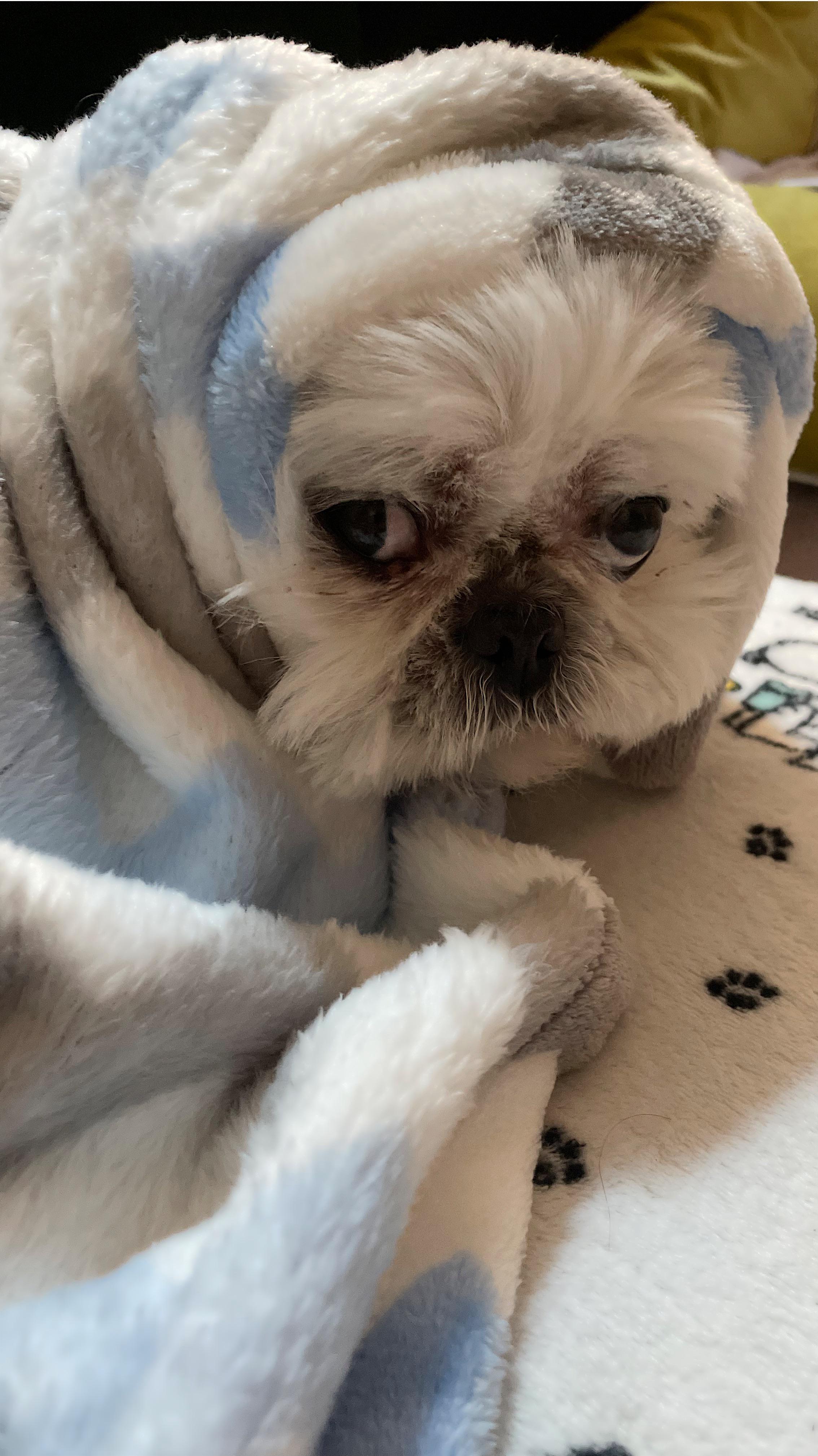 Chubby hunger strike - hELp | Scrolller