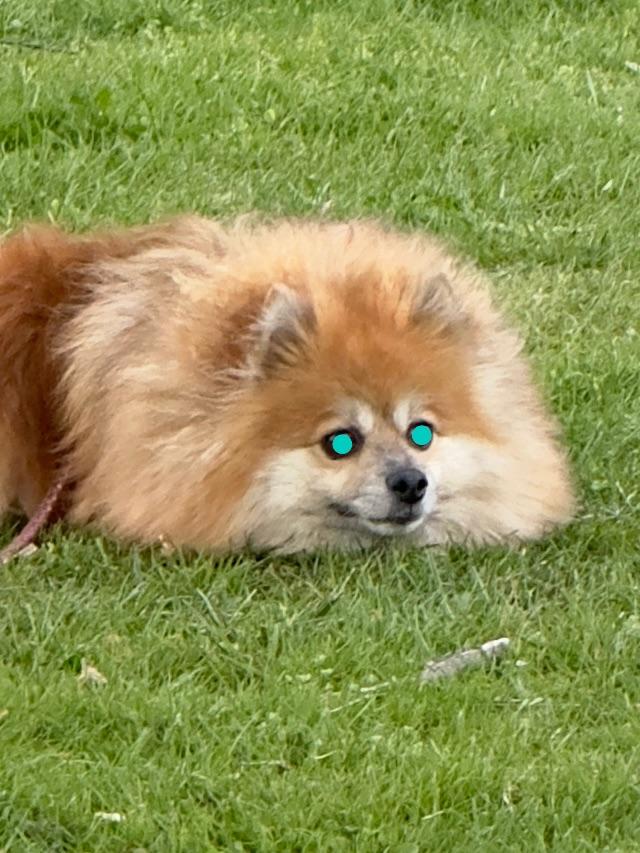 POM STATUS: TARGET LOCKED | Scrolller