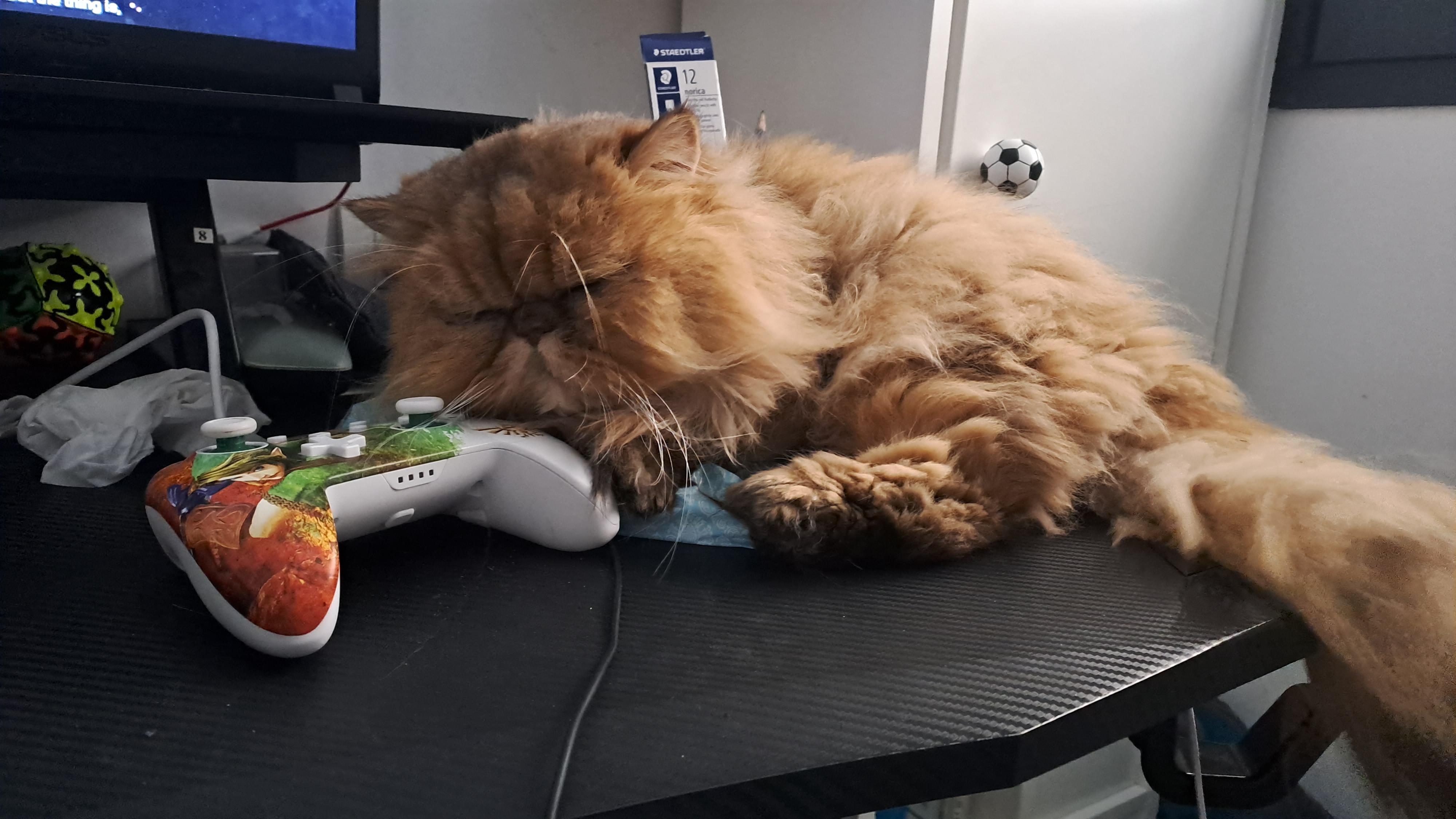 This is my cat, Tom | Scrolller