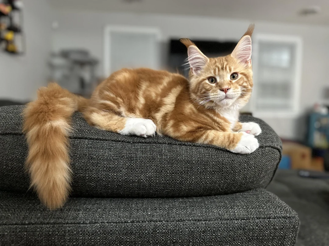 Julius, 16 weeks old. | Scrolller