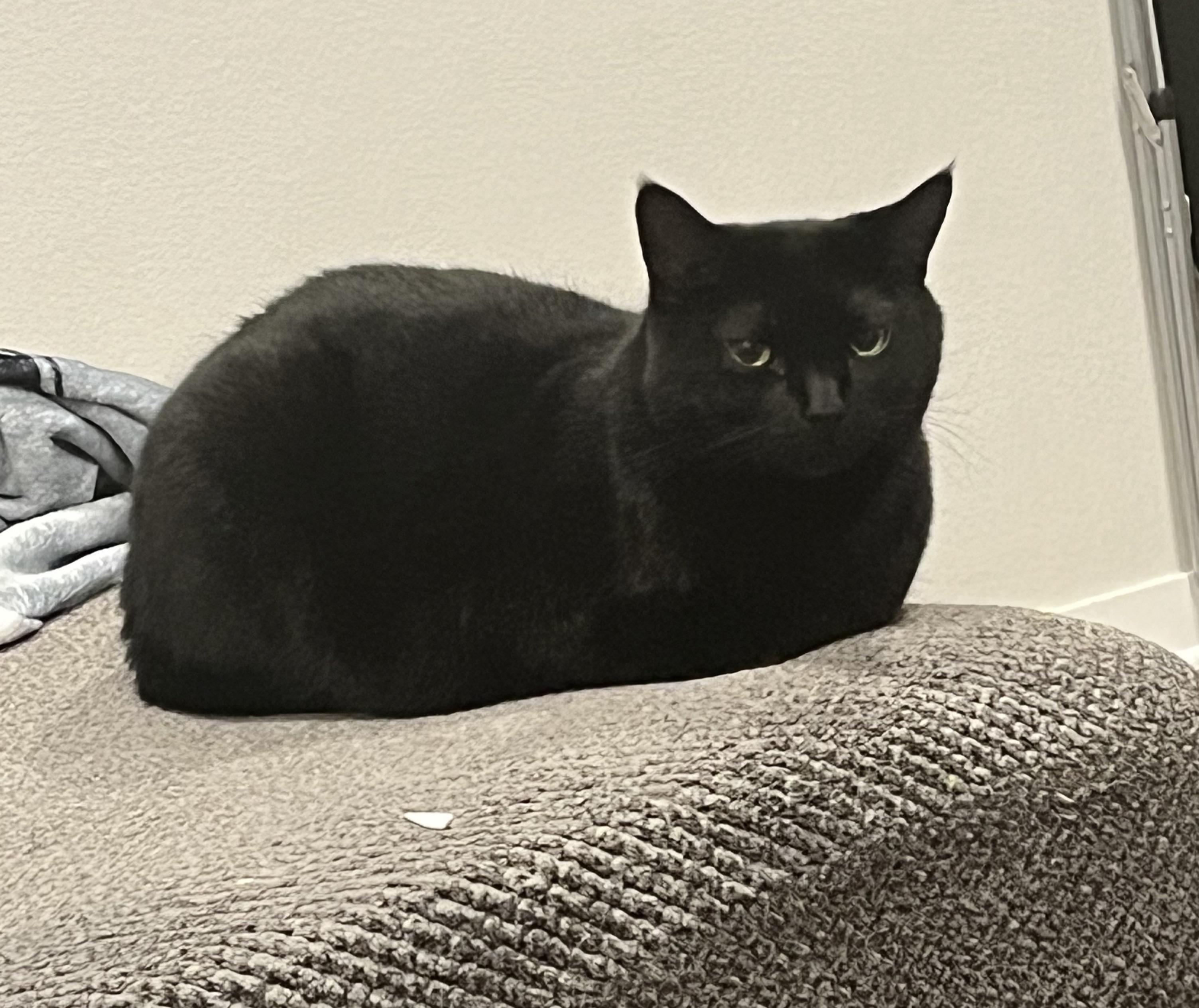 Not a single peet nor tail in sight for Aleister. So perfect. So pristine. | Scrolller