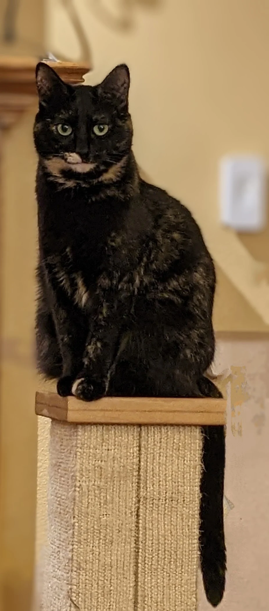 Smudge on her Pedestal | Scrolller