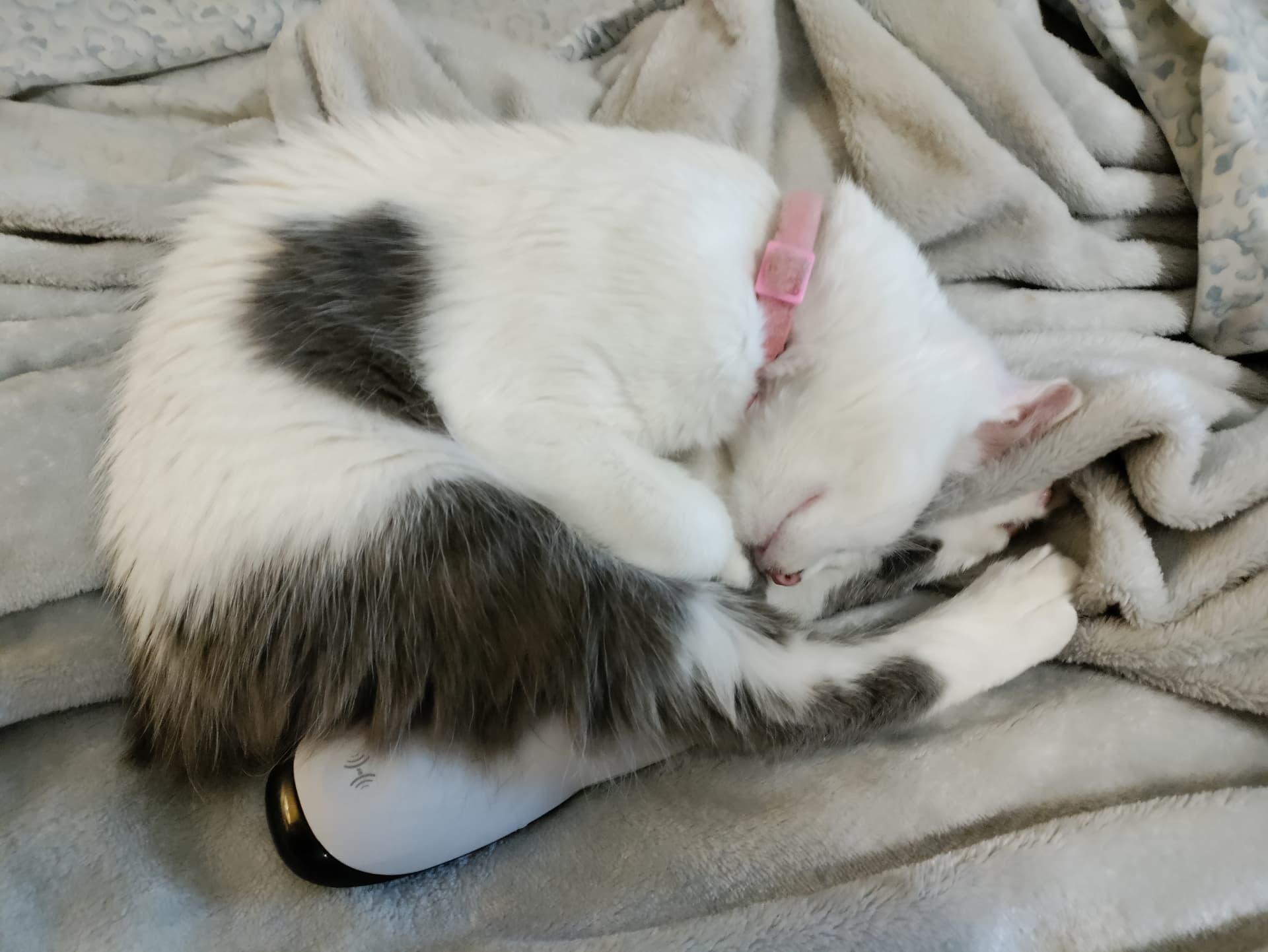 Has anyone seen the remote? | Scrolller