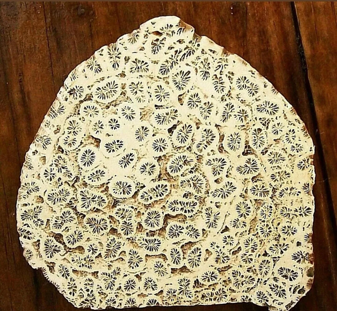 Fossilized coral slab. location is unfortunately unknown | Scrolller