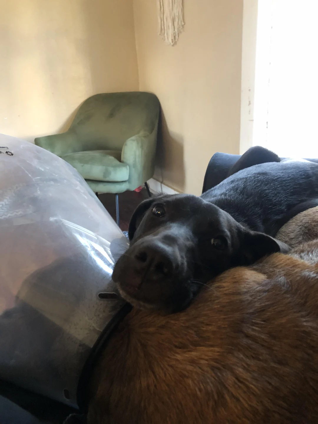 comforting her cone head foster brother | Scrolller