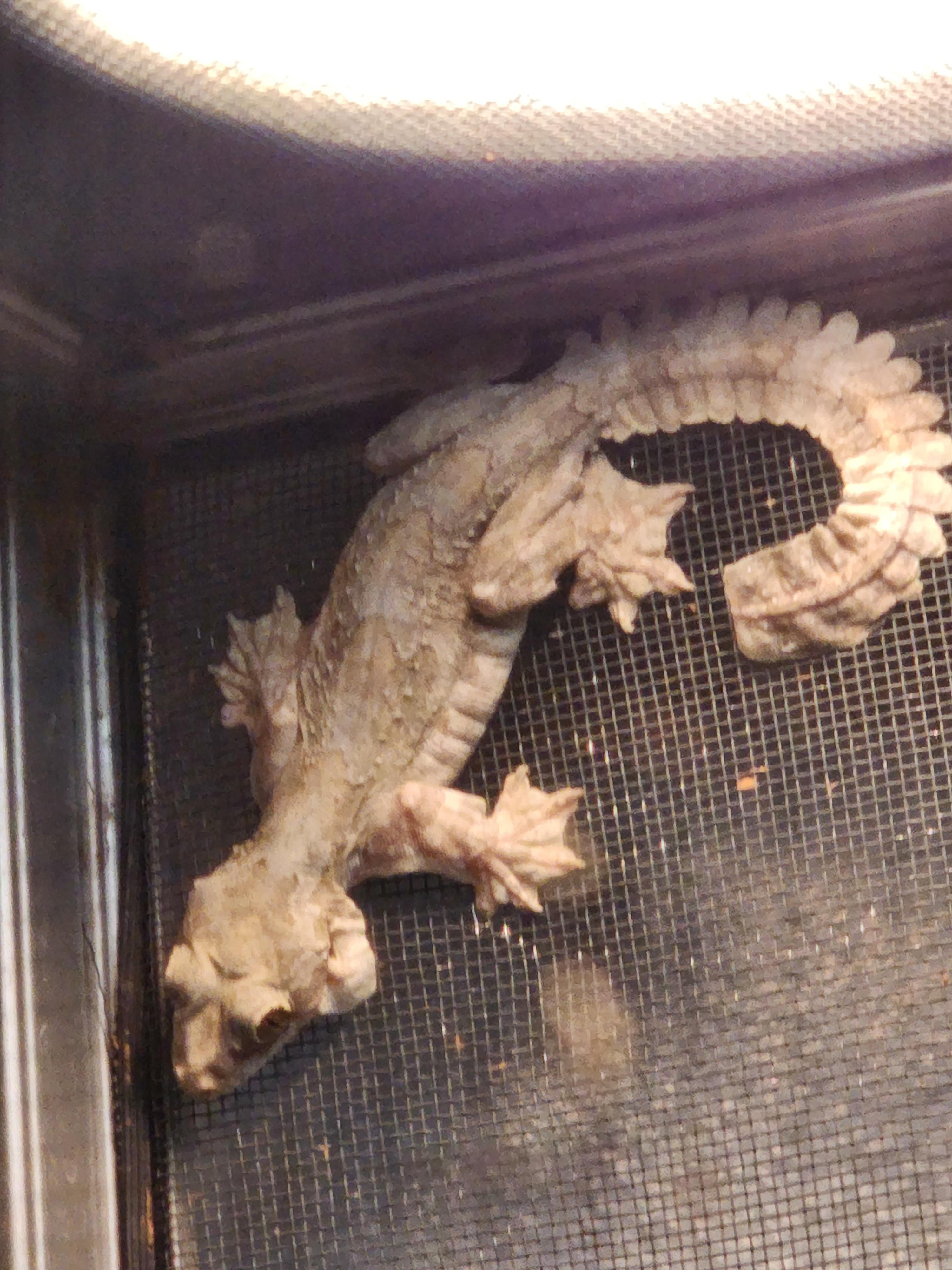 Echo the Flying Gecko....first time seeing his full tail, are they supposed to bring like that ...