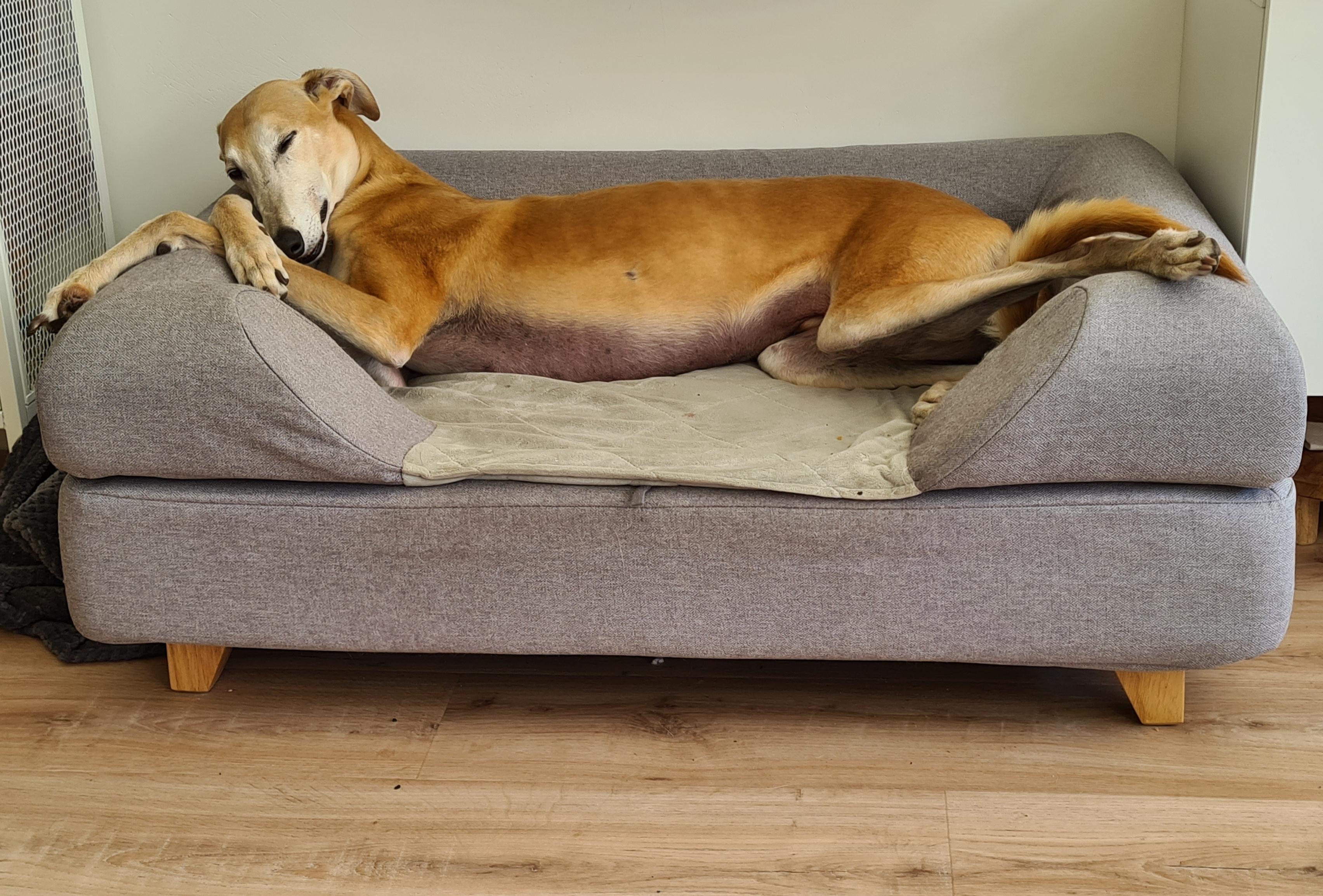 Discover more like Greyhounds: Lito's nappy time 😴 and Related Content | Scrolller