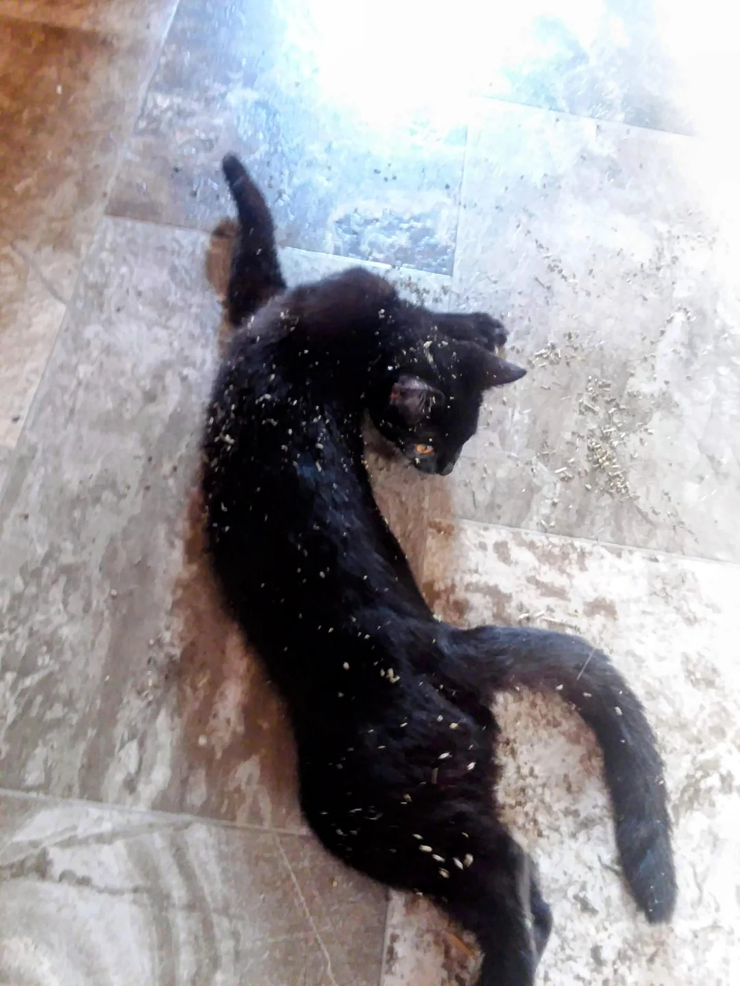 The catnip trapnip is working according to plan | Scrolller