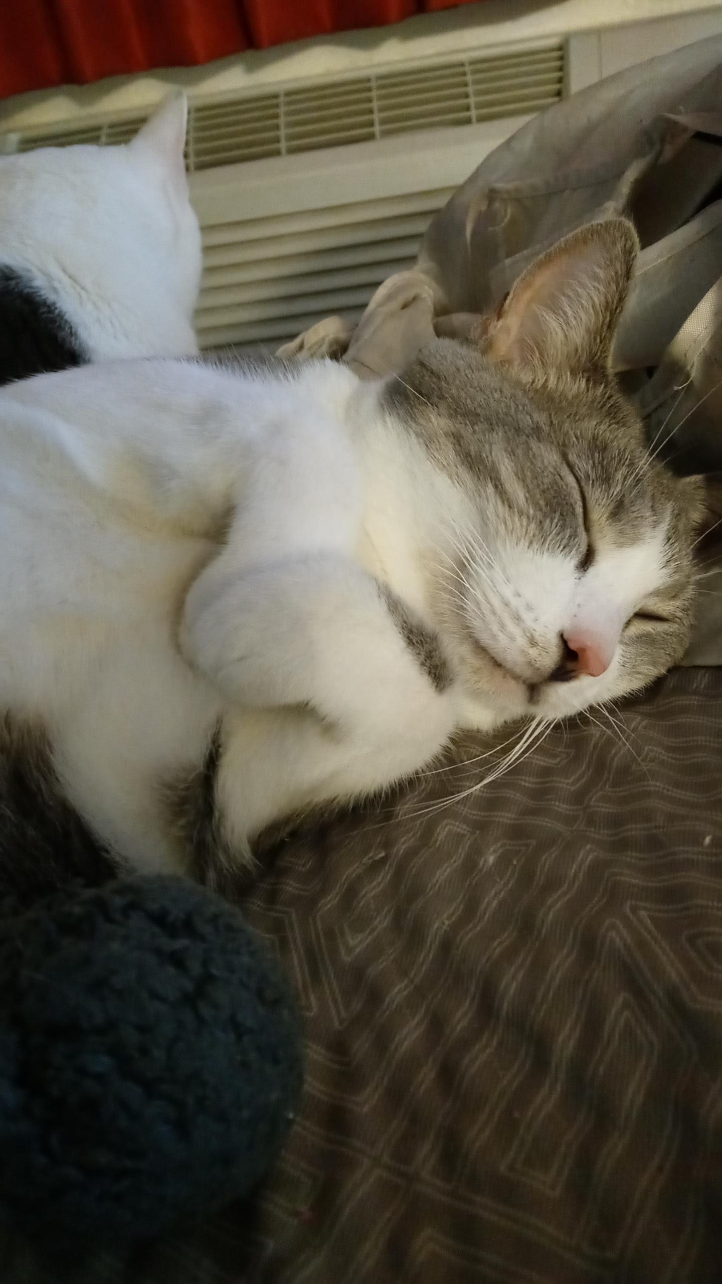 Tina. A fawn tabby manx. | Scrolller