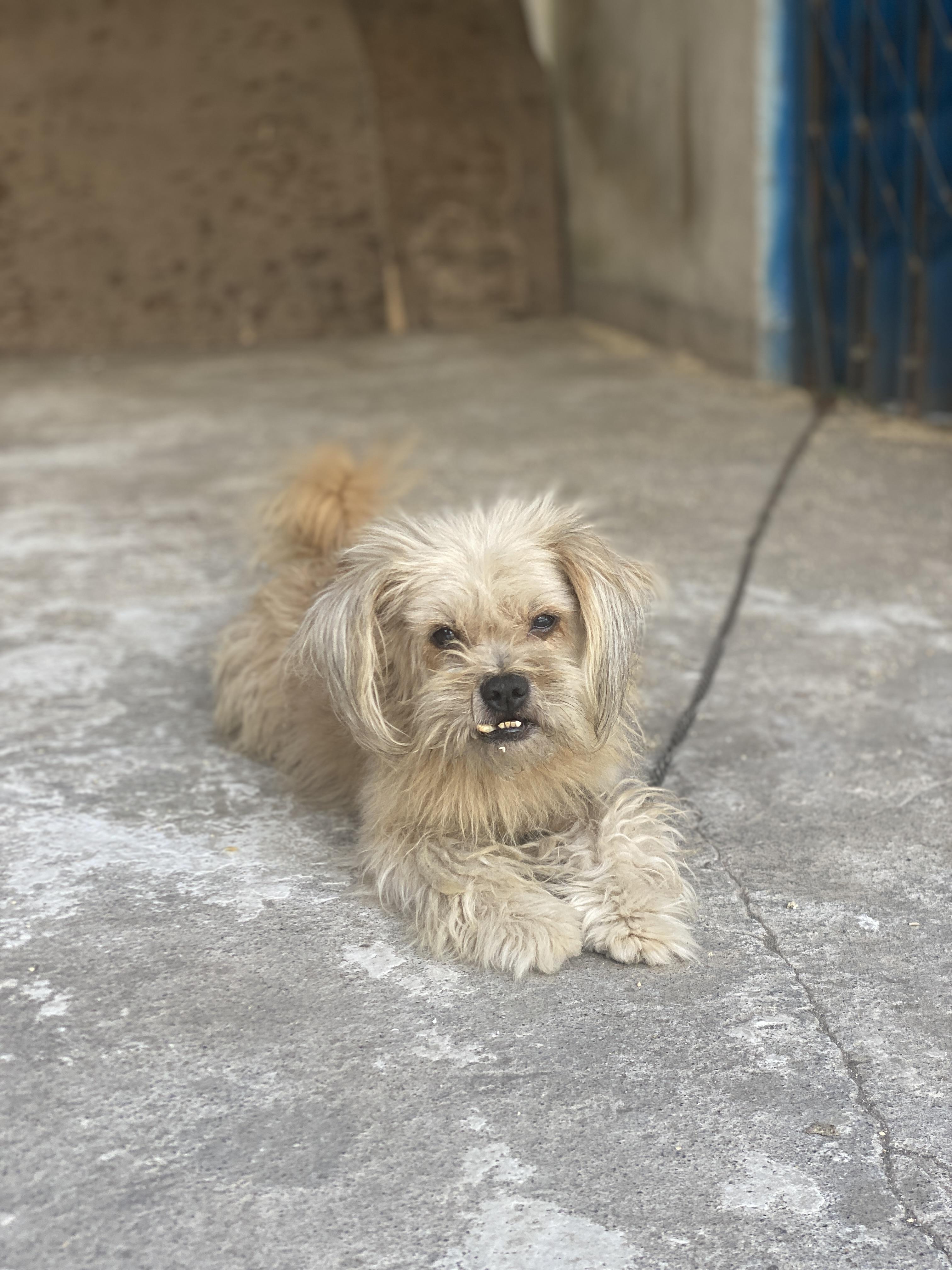 Keith the teeth | Scrolller