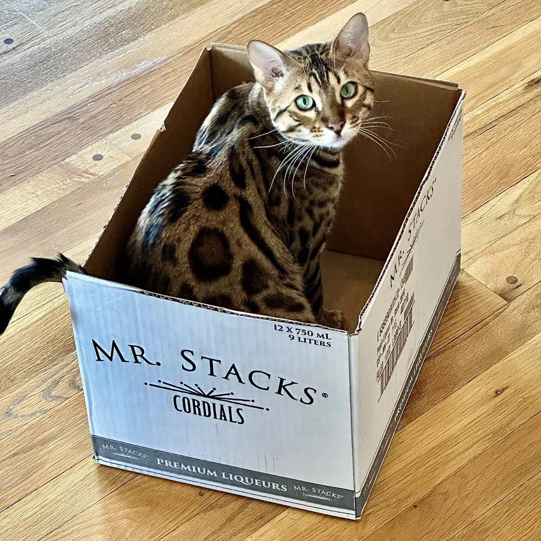 Discover more like TheCatTrapIsWorking: The names stacks…. Mr. Stacks. and Related Content ...