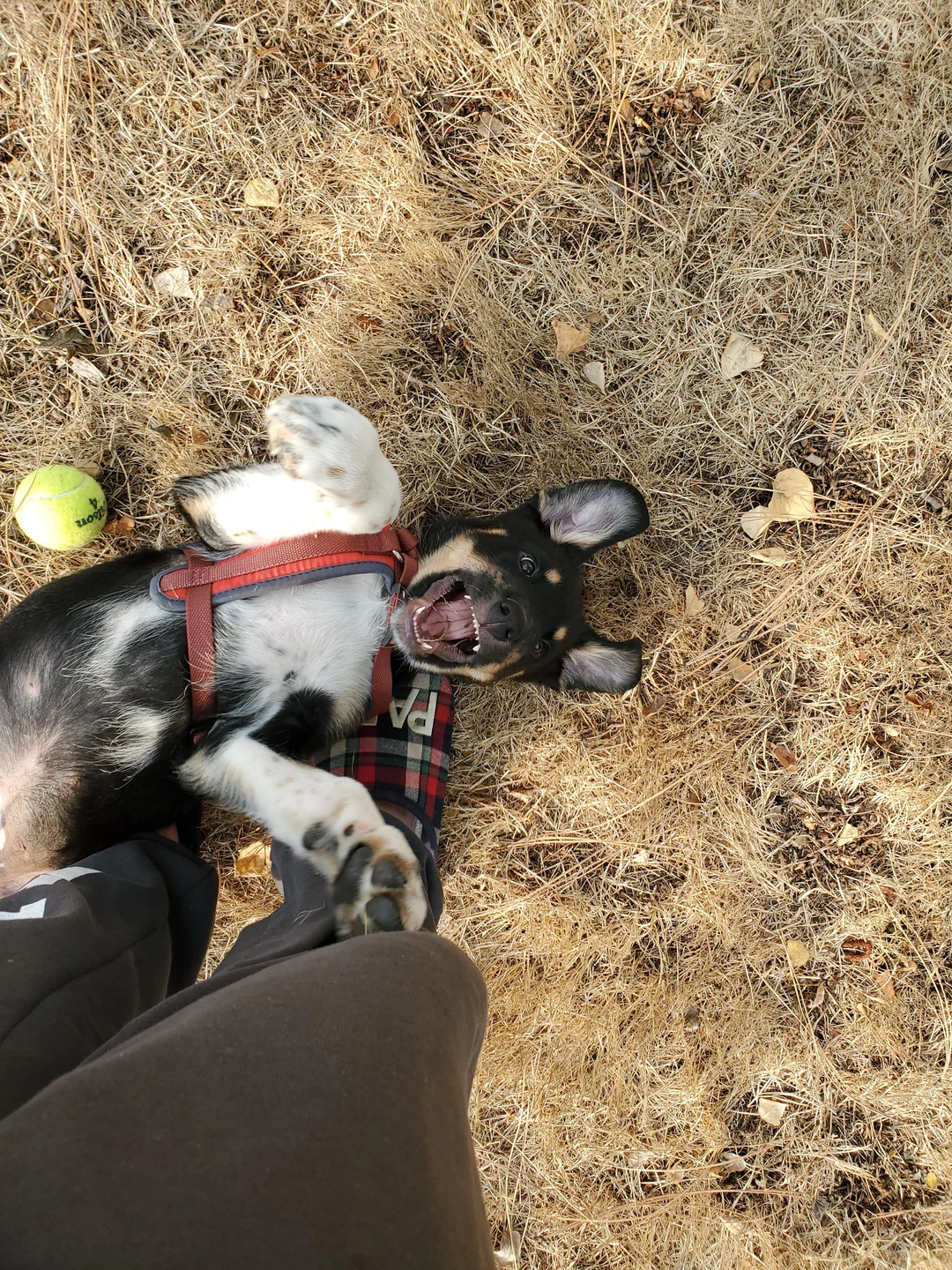 Mika doesn't know whats going on, but he's really happy to be here ...