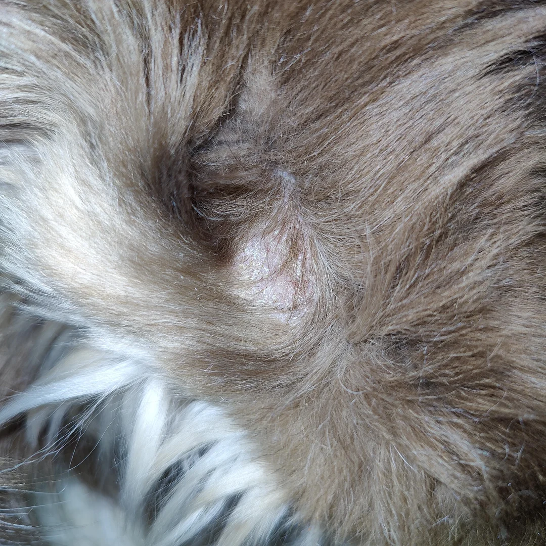 Bald dry spot near elbow? | Scrolller