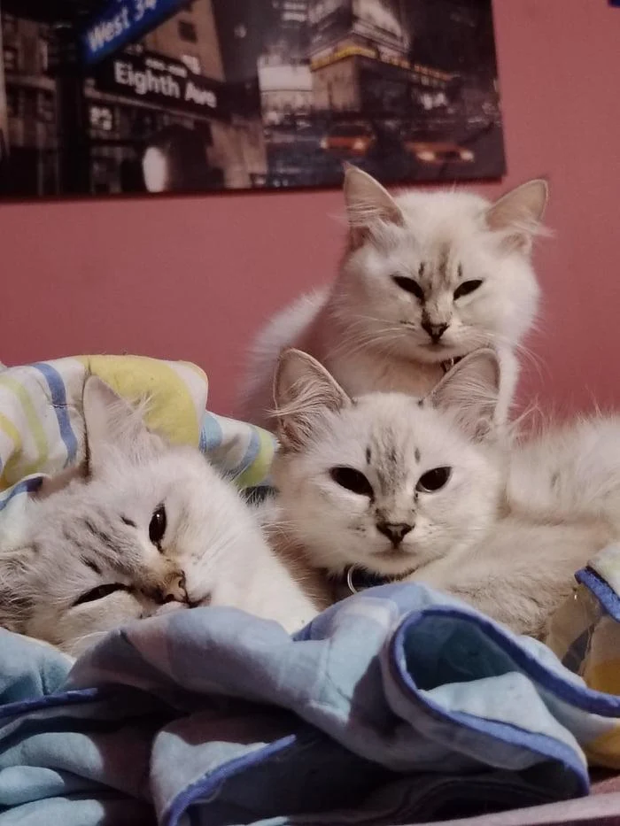 The Siblings! | Scrolller