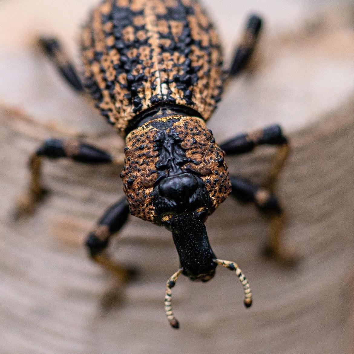 Buggy bug | Scrolller