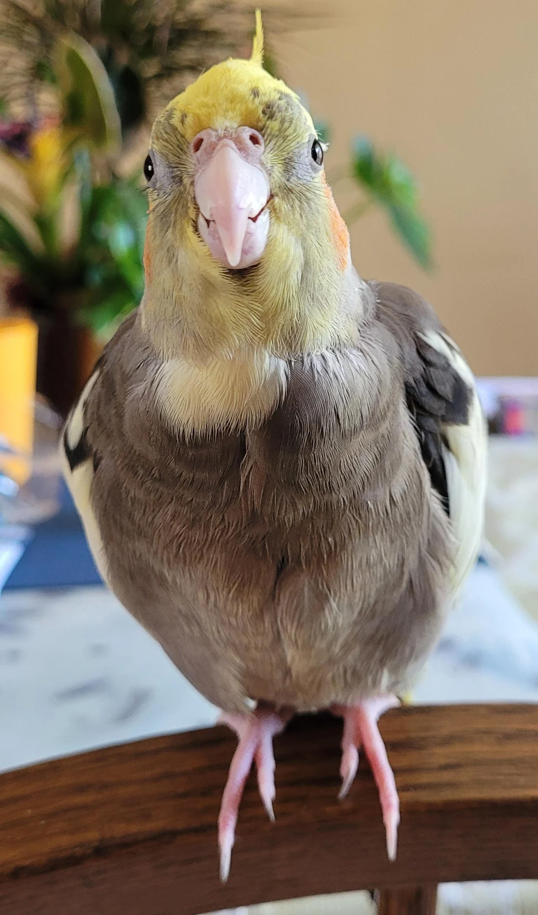 Happy 4th Gotcha Day to Bowie, my magnificent little weirdo | Scrolller