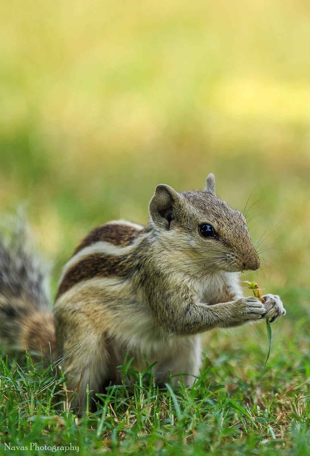 Cute Squirrel | Scrolller