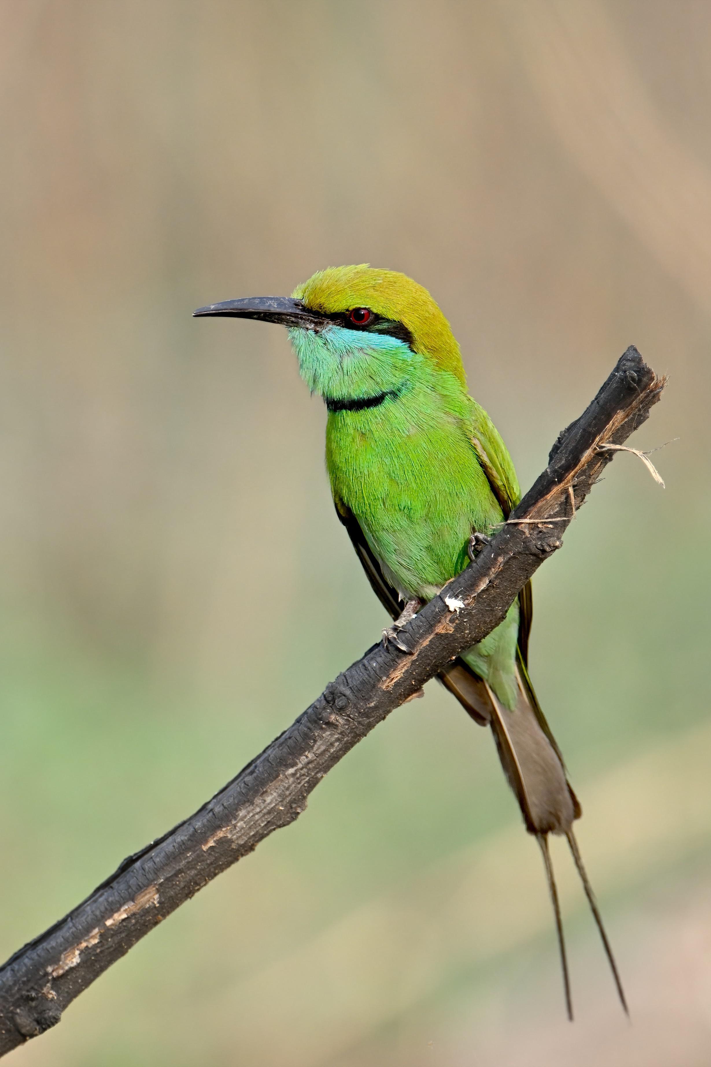 Asian Green Bee eater | Scrolller