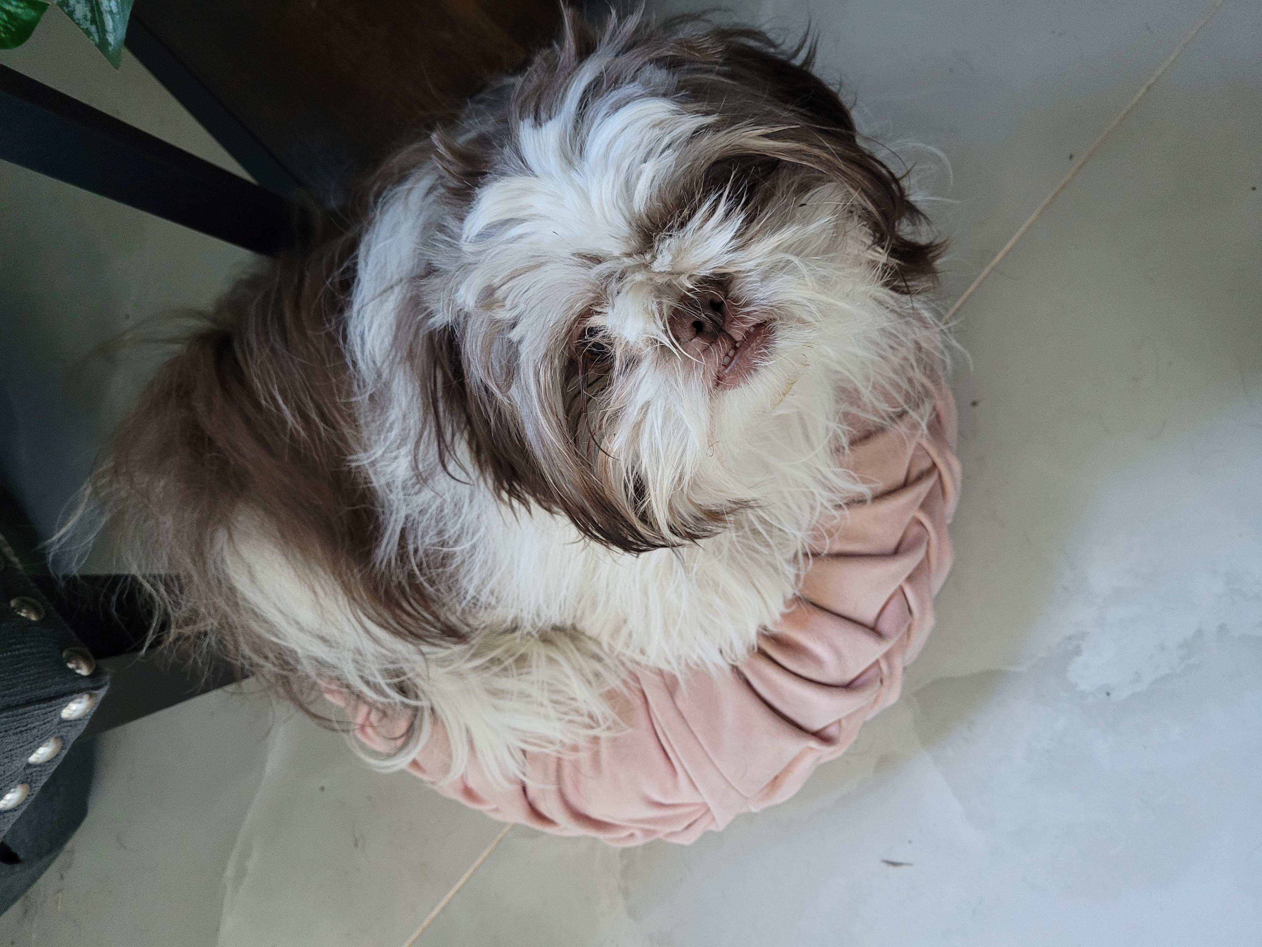 can't wait for her first real grooming in a couple weeks | Scrolller