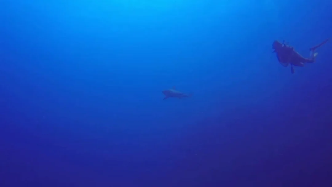 Amazing encounter in Belize | Scrolller