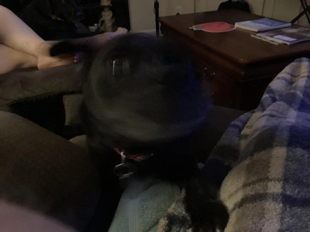 Willow shaking her head in my lap | Scrolller