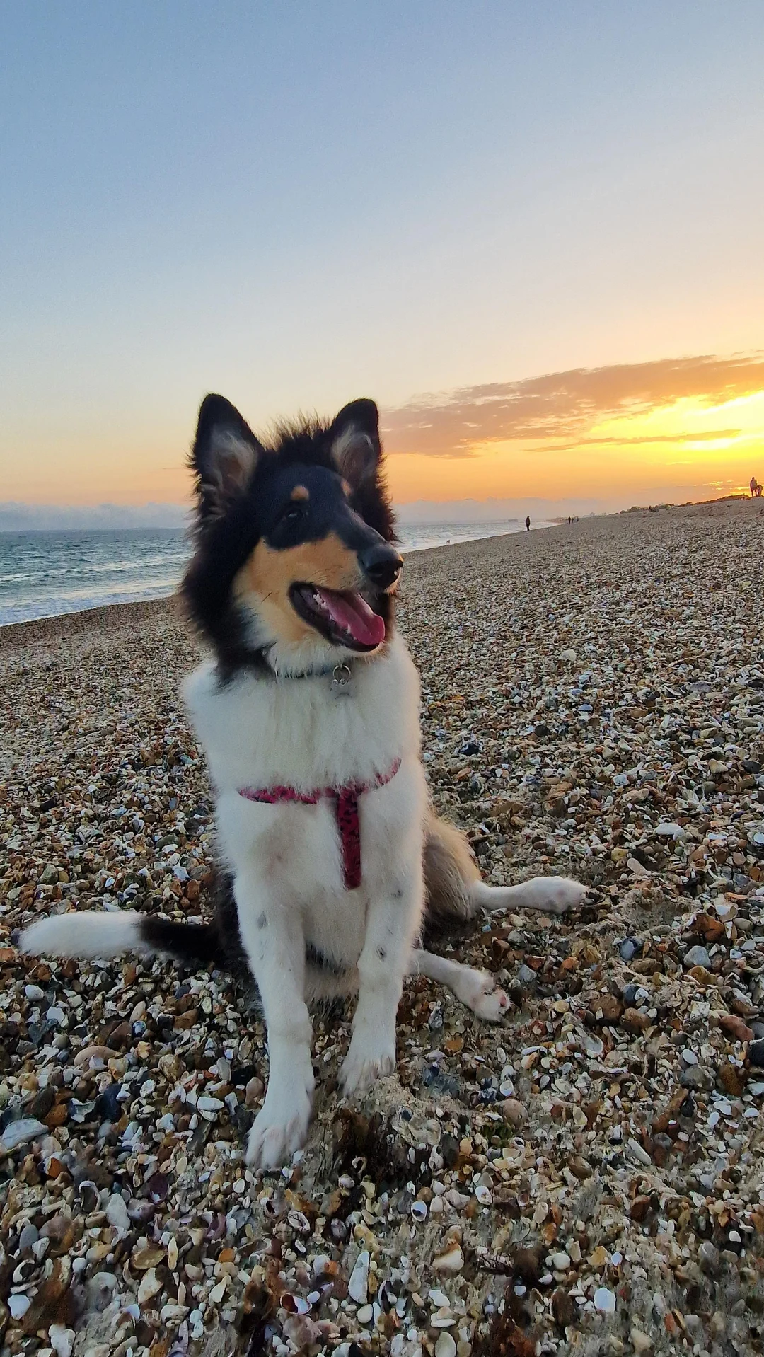 Sunset walkies on the beach | Scrolller