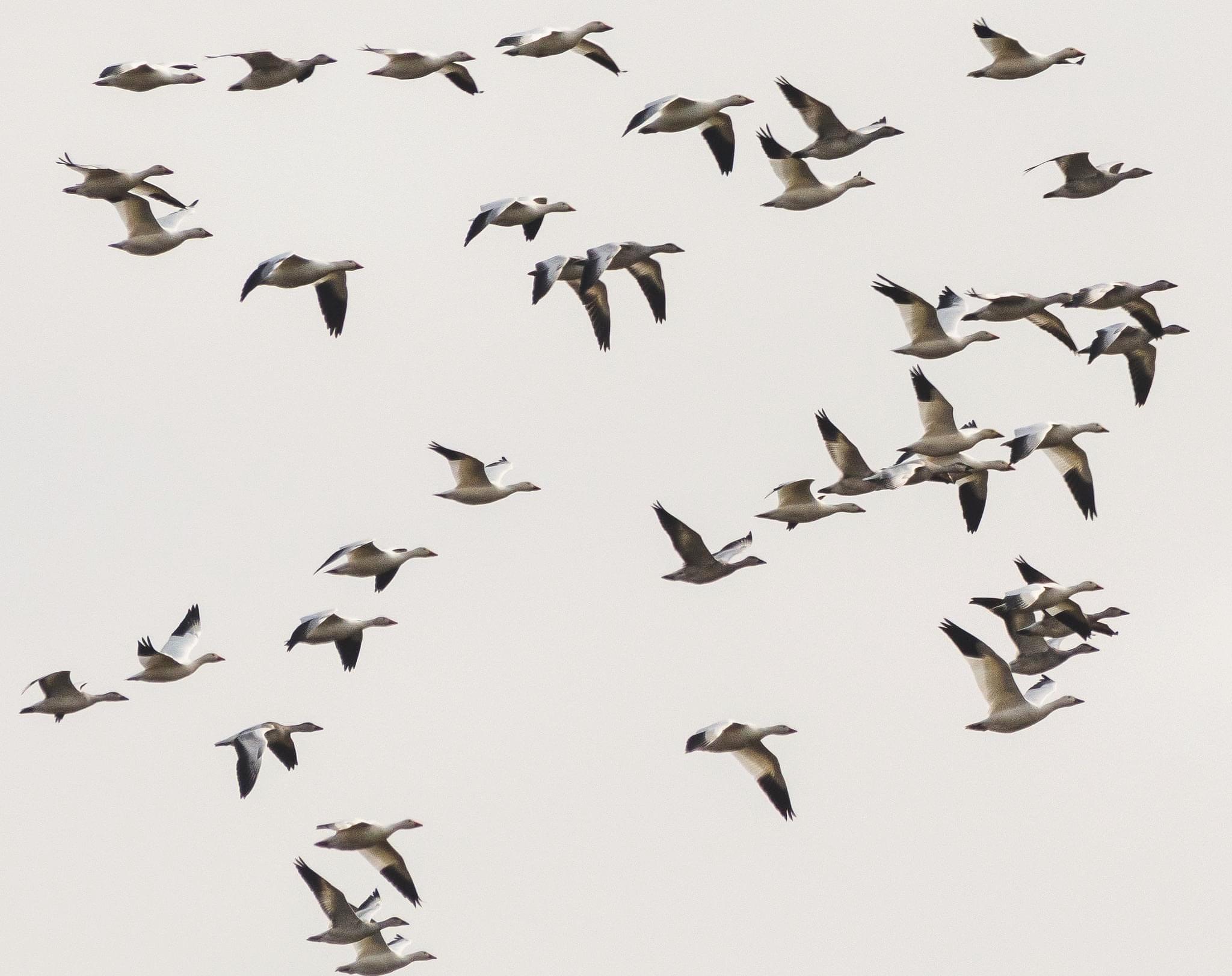 The honking in the sky isn’t just Canada Geese this time of year- watch the skies in October for ...