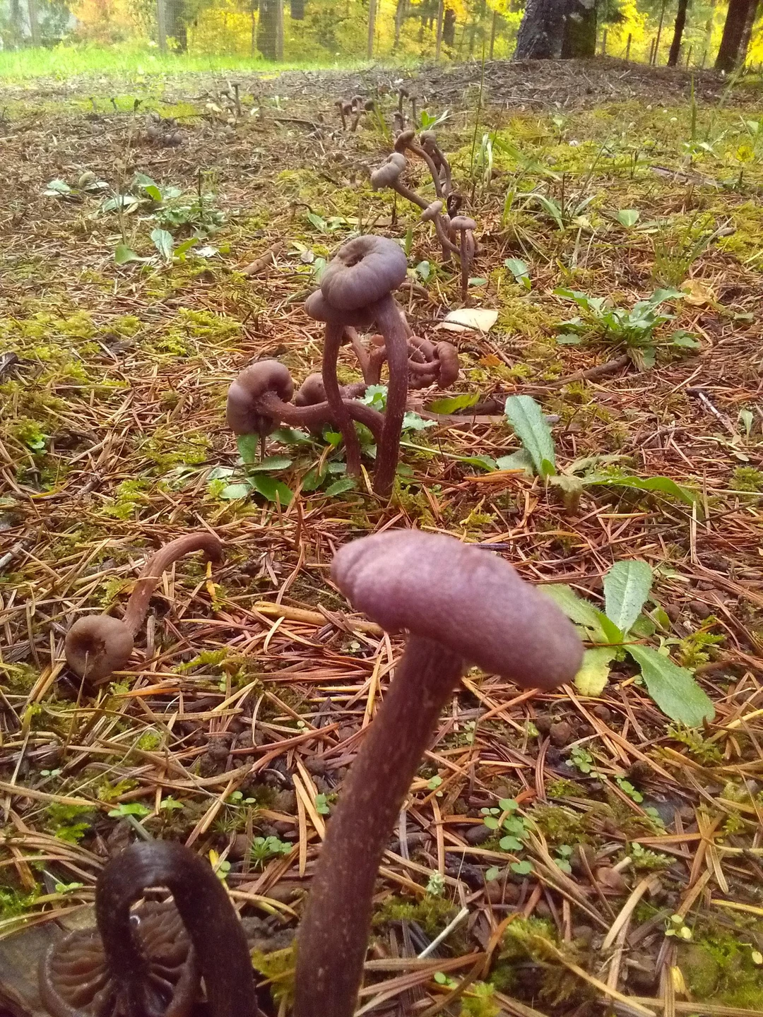 Follow the purple brick road! | Scrolller