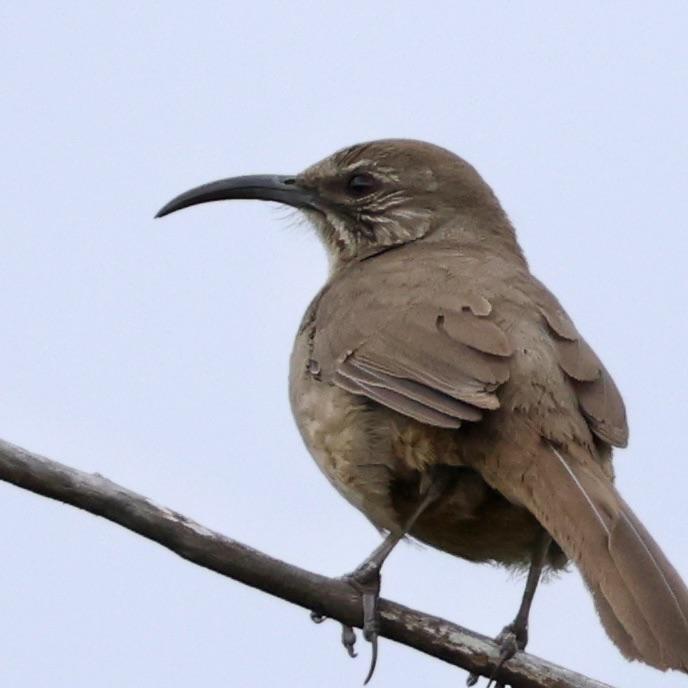 Thrasher | Scrolller