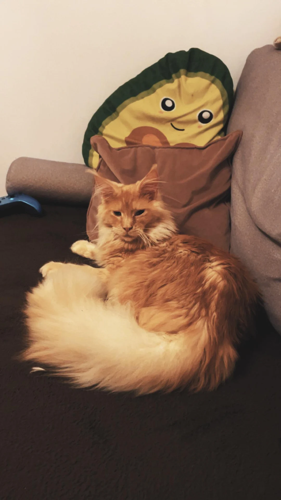 Simba 💛🦁 | Scrolller