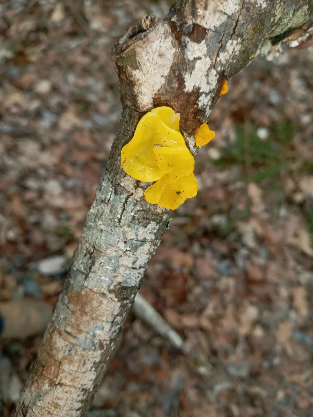 Witches Butter! | Scrolller