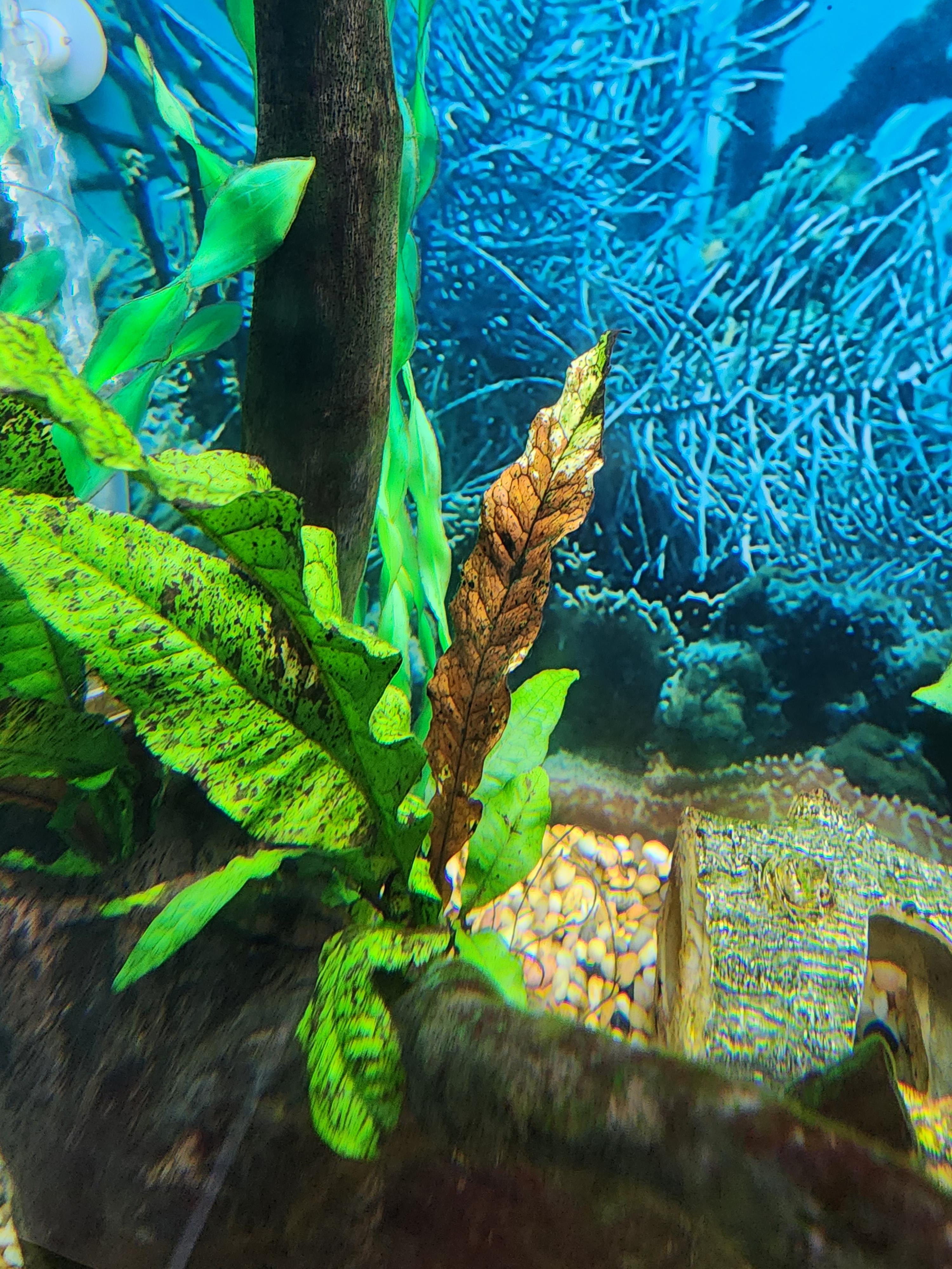 Discover more like PlantedTank: Help diagnose Java fern issue? and Related Content | Scrolller