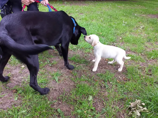 Happy Gotcha Day Ella. | Scrolller