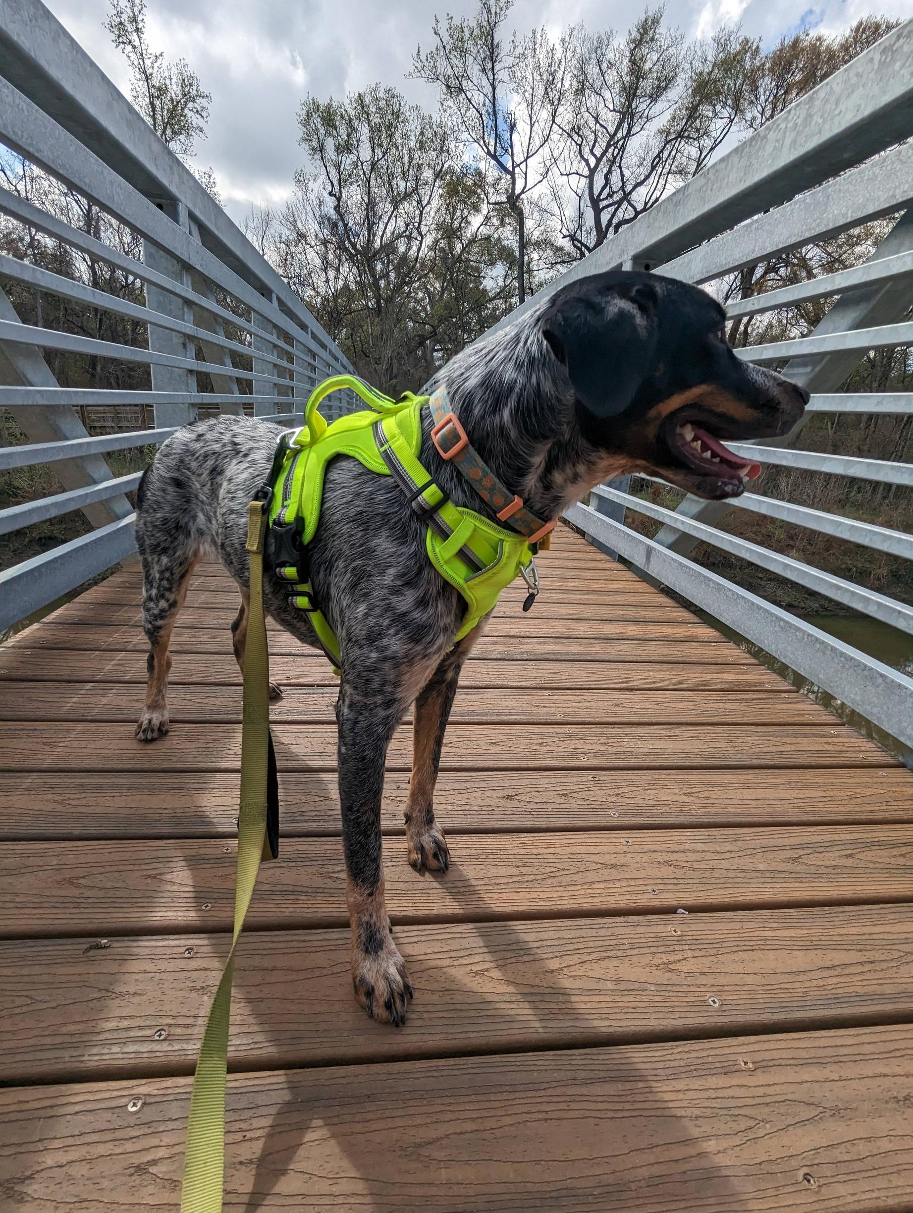 Took Sora for her first trail run | Scrolller
