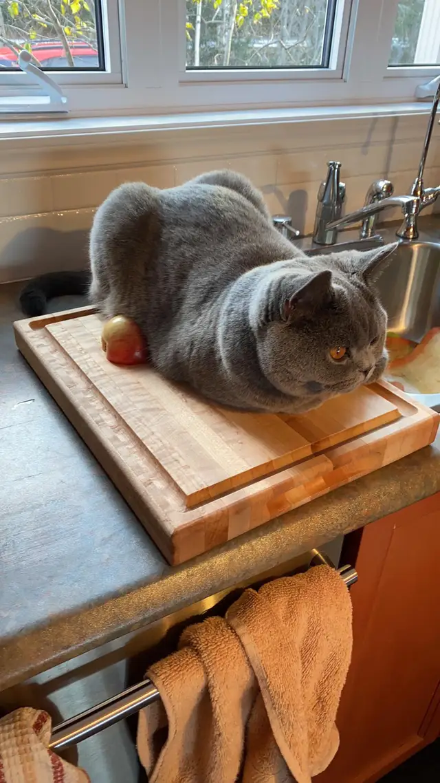 Trying to blend in as I perfect my loaf position 🍞 | Scrolller