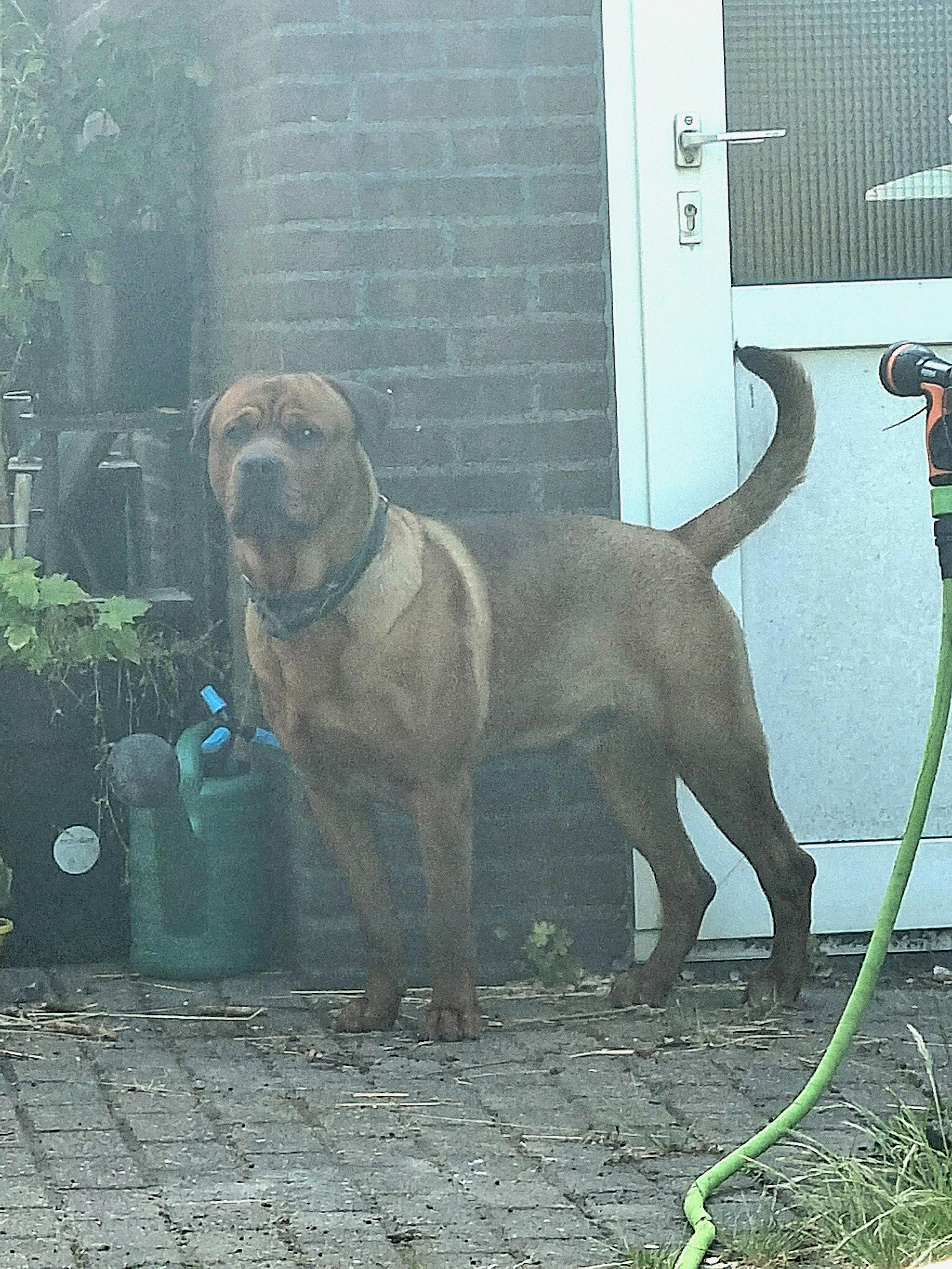 Odin on guard duty | Scrolller