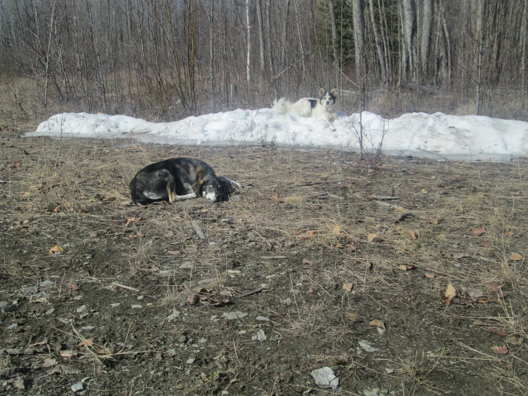 April 45F sunbathing, today it's 80 and they are hot, | Scrolller