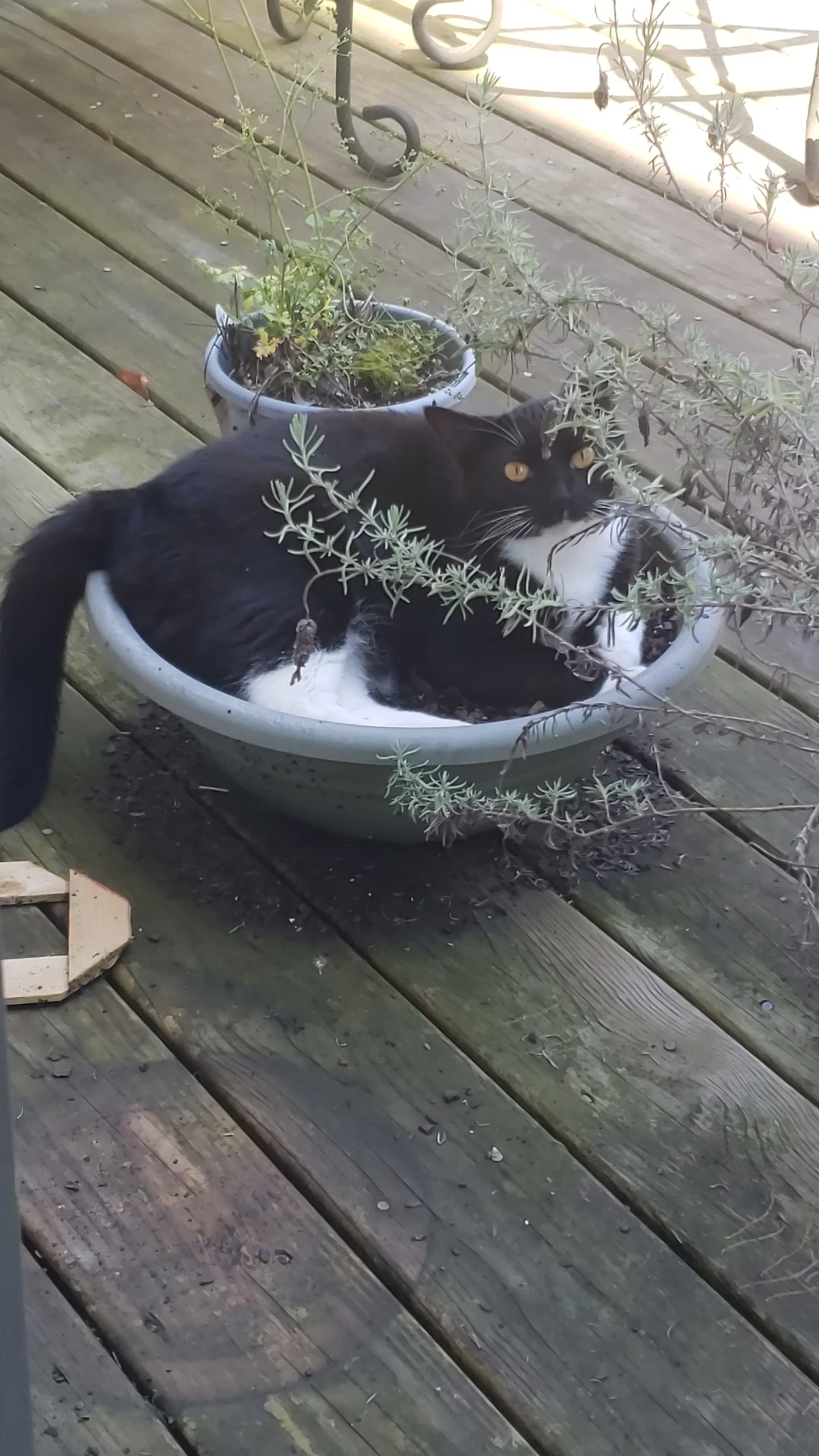 potted cat | Scrolller