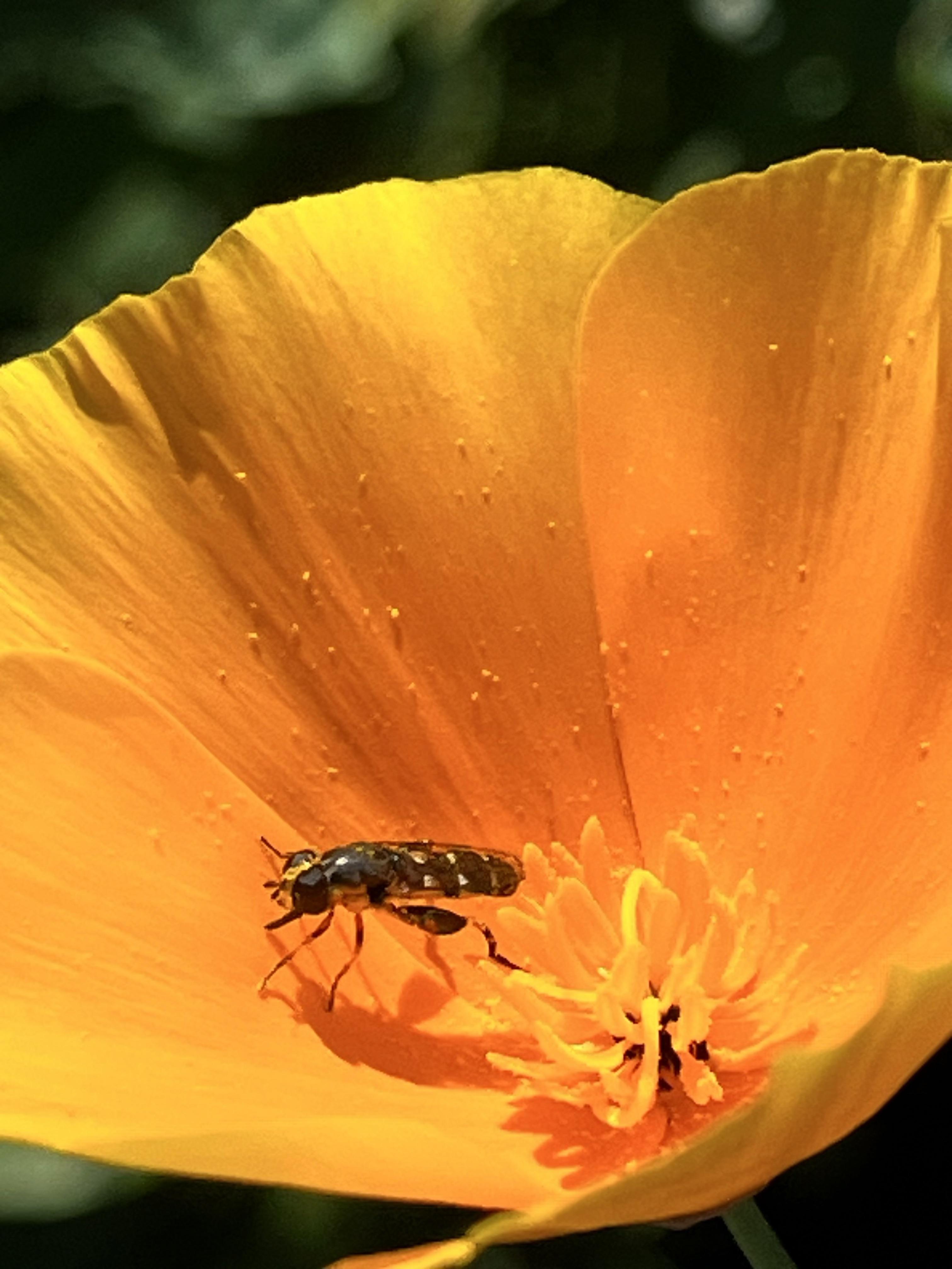 Hover fly in a poppy | Scrolller