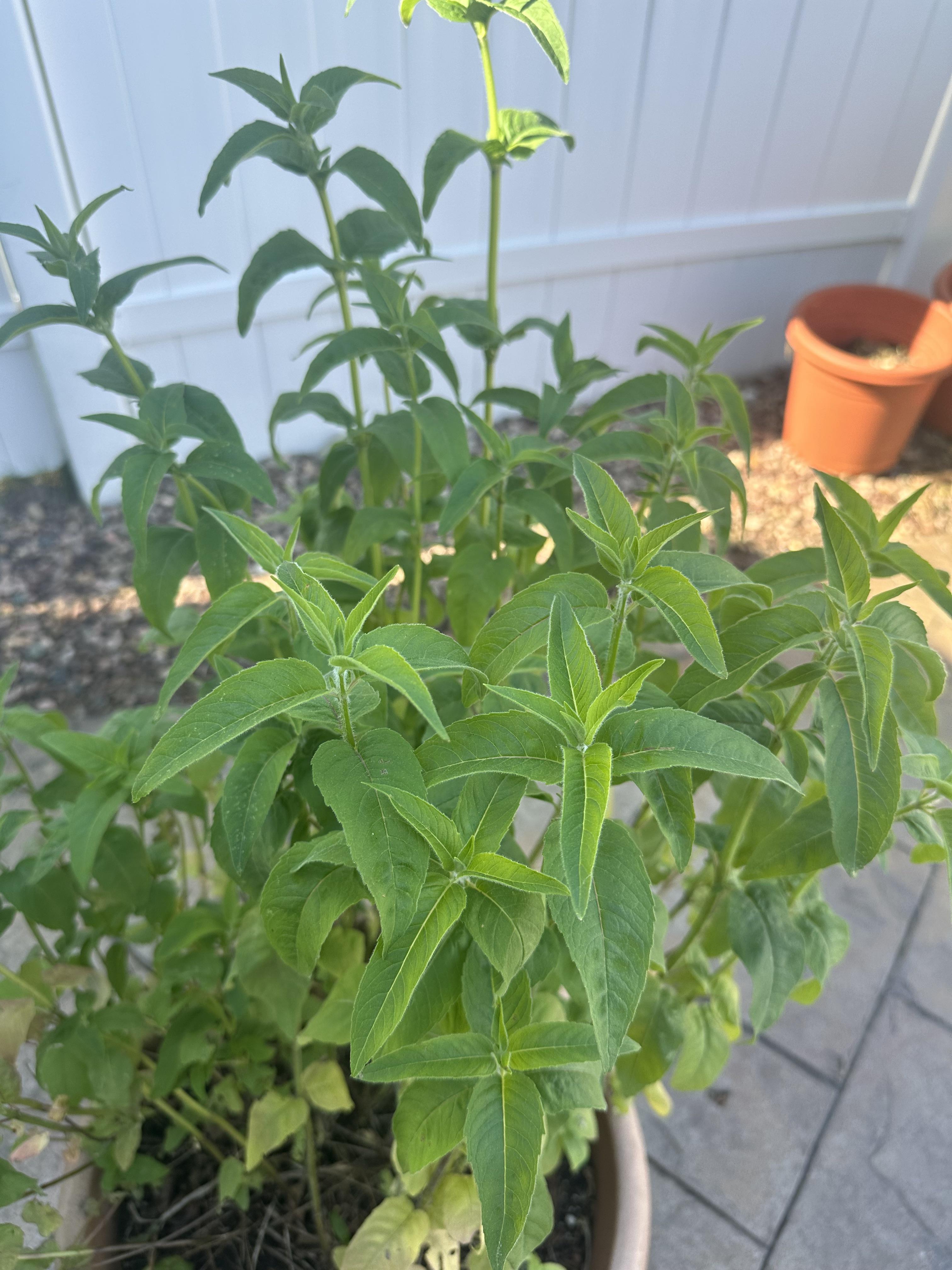 Discover more like Gardening: Identification and Related Content | Scrolller