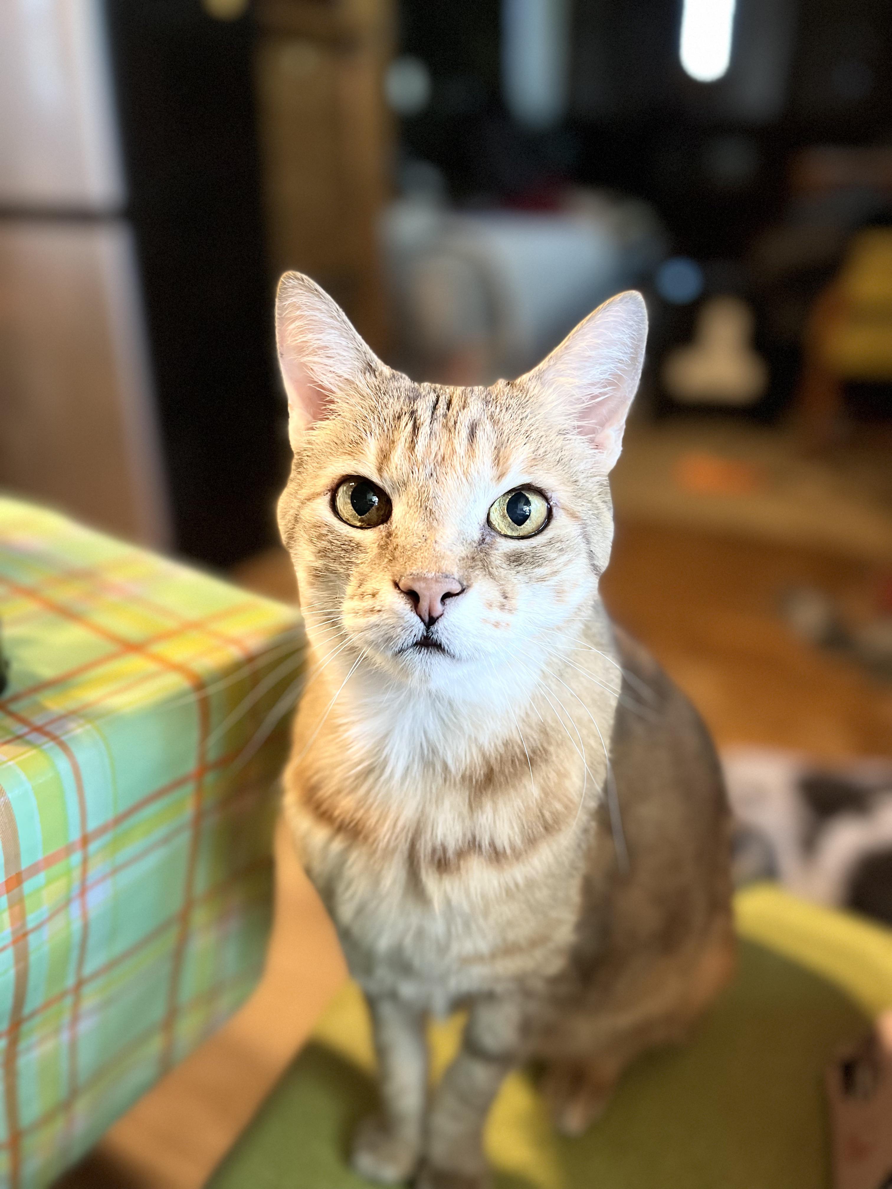 Cat Edition: Instagram vs Reality | Scrolller