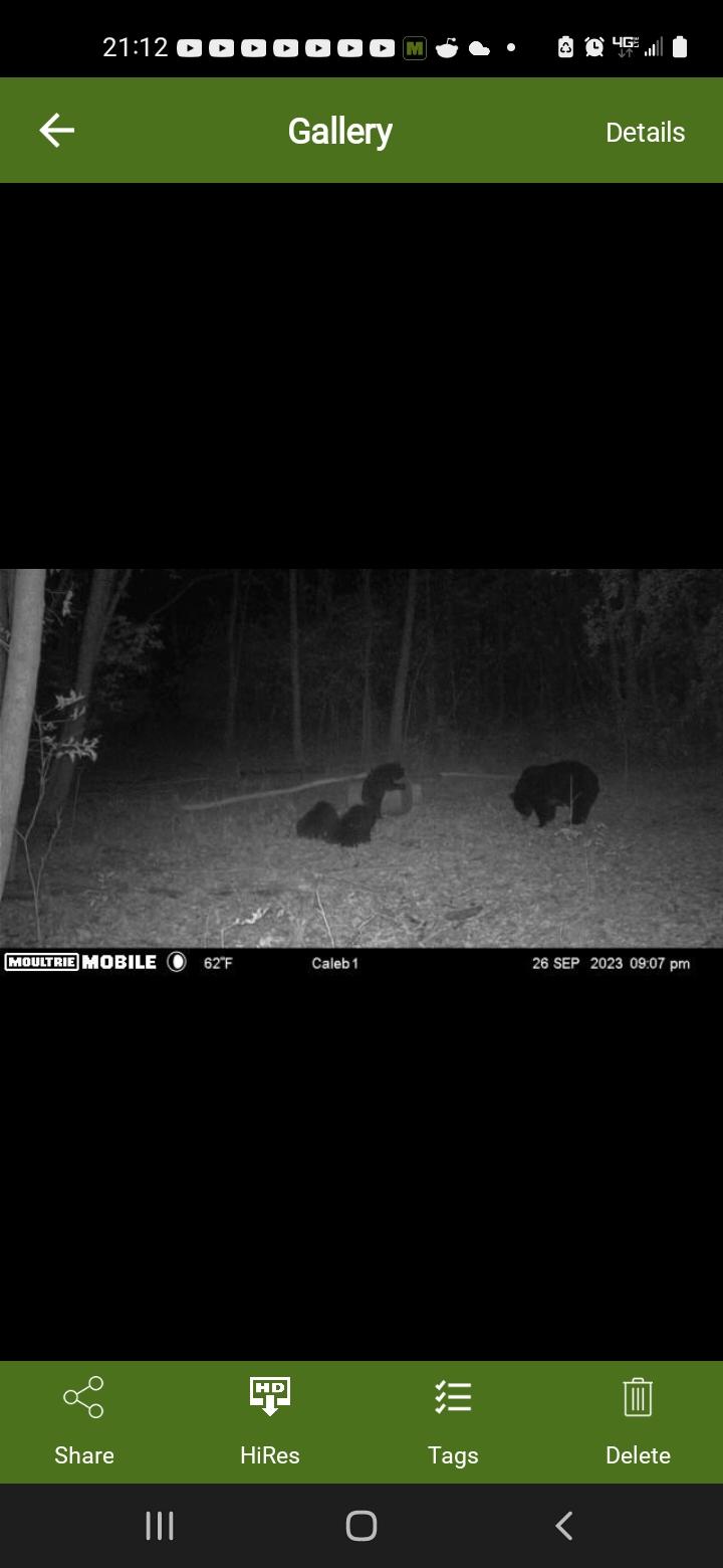 Bear hunting | Scrolller